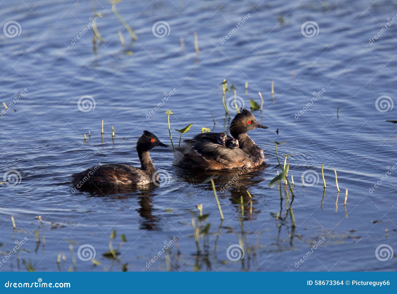 Eared Grebe with Babies stock photo. Image of outdoors - 58673364
