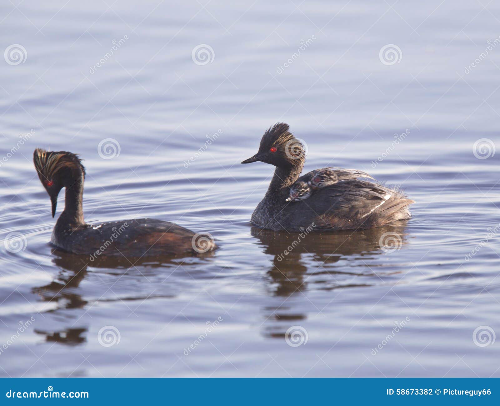 Eared Grebe with Babies stock photo. Image of feeding - 58673382