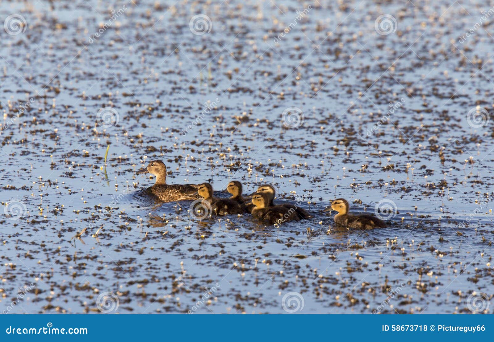 Eared Grebe with Babies stock photo. Image of waterfowl - 58673718