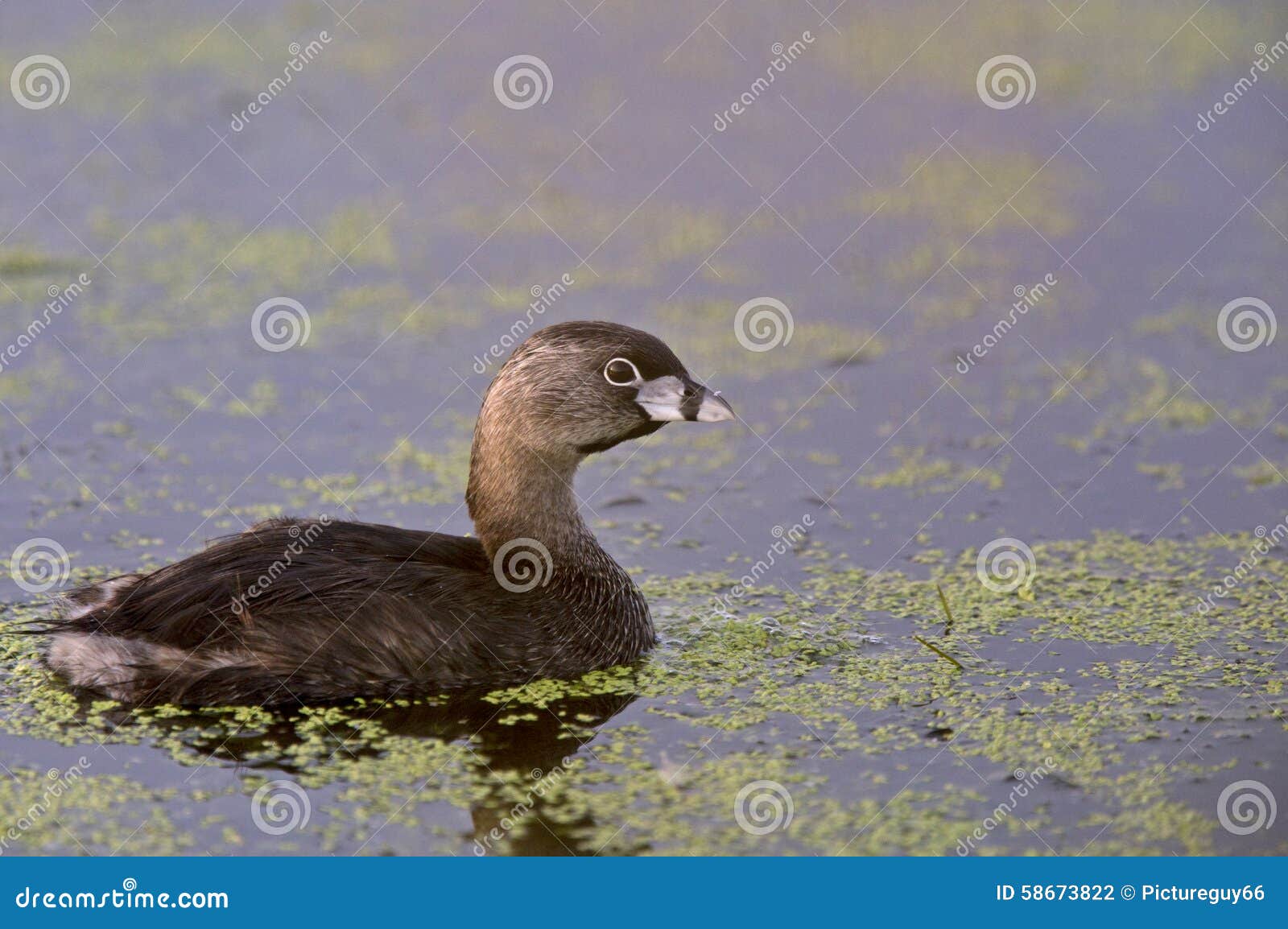 Eared Grebe with Babies stock photo. Image of birds, eared - 58673822