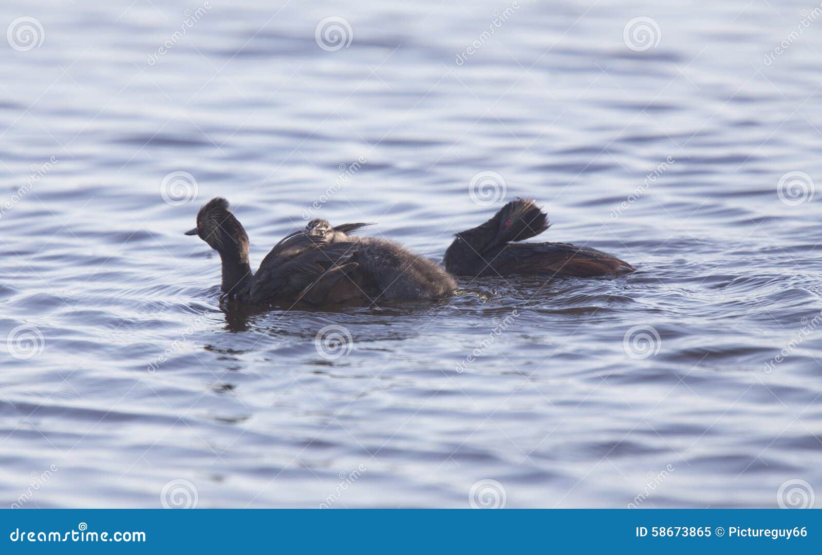 Eared Grebe with Babies stock image. Image of birds, waterfowl - 58673865