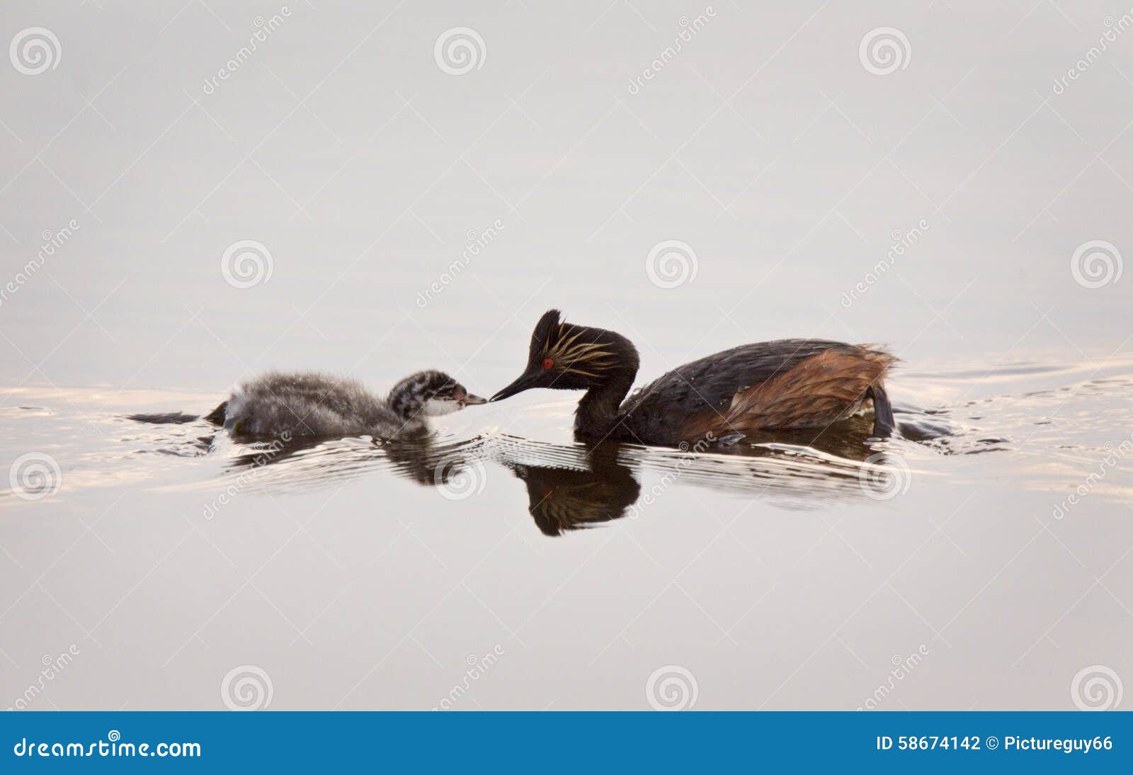 Eared Grebe with Babies stock photo. Image of pond, canada - 58674142