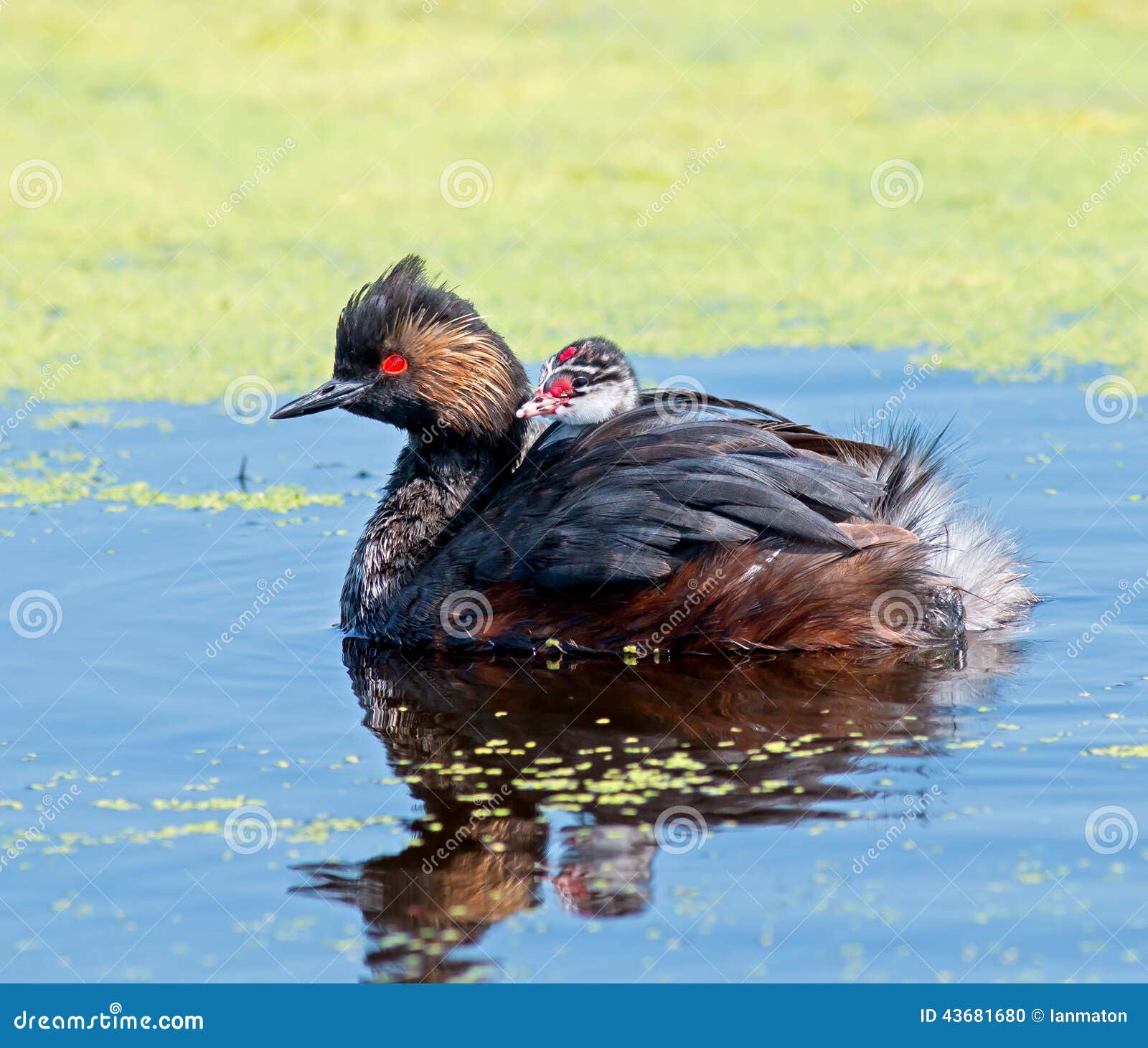 Eared Grebe and chick stock photo. Image of birds, diver - 43681680