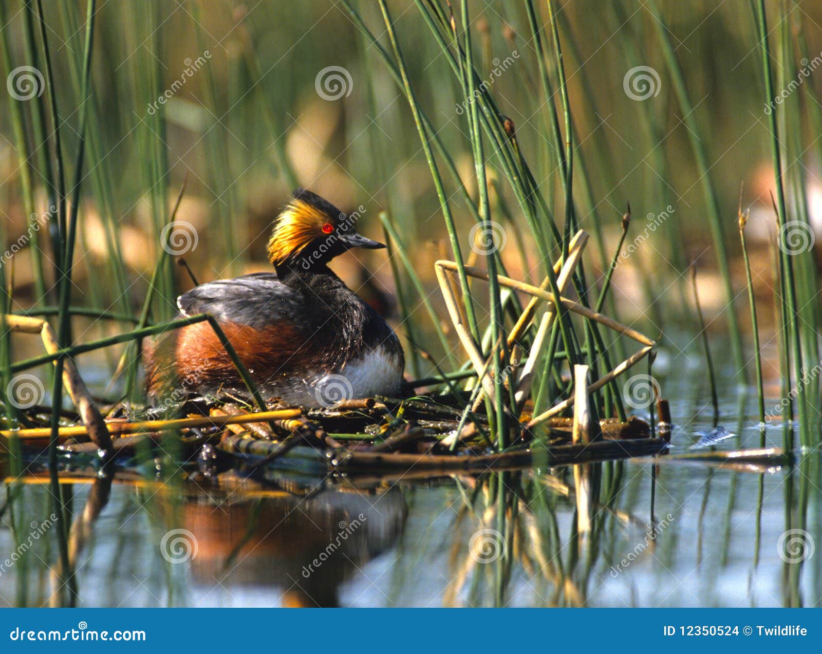 Eared Grebe Its Nest Photos - Free & Royalty-Free Stock Photos from ...