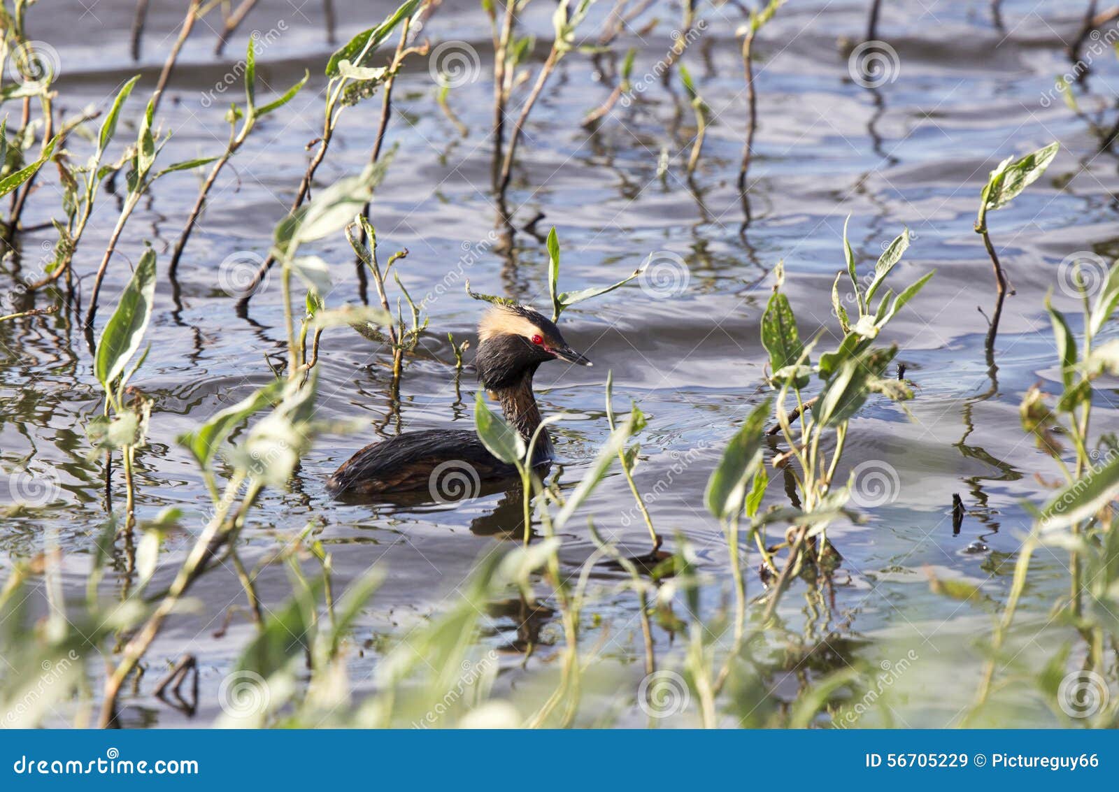 Eared Grebe stock image. Image of summer, eared, bird - 56705229