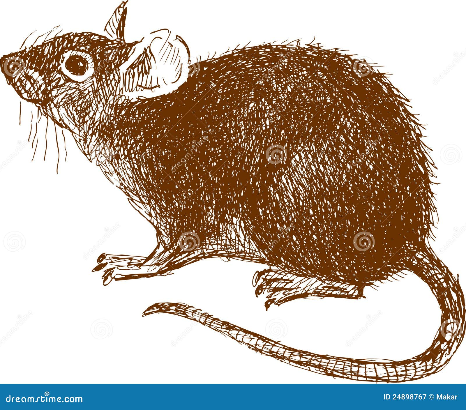 Eared rat stock vector. Illustration of ears, sketch - 24898767