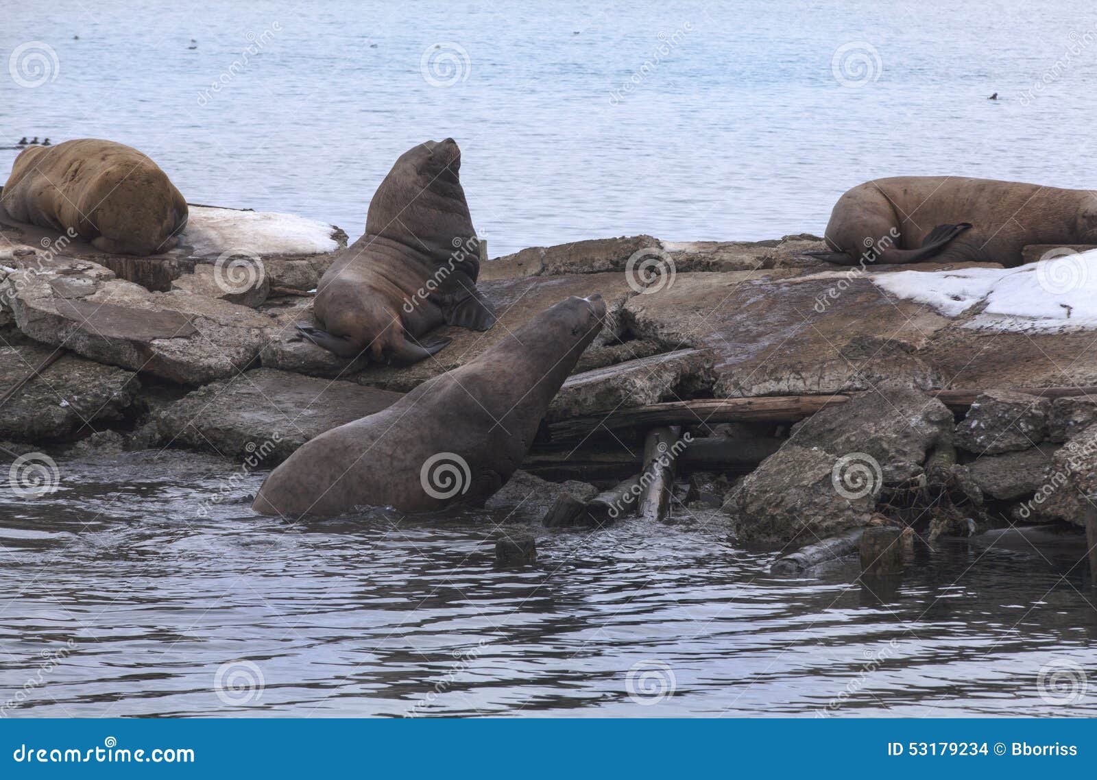 Eared seals on a sea pier stock photo. Image of actions - 53179234