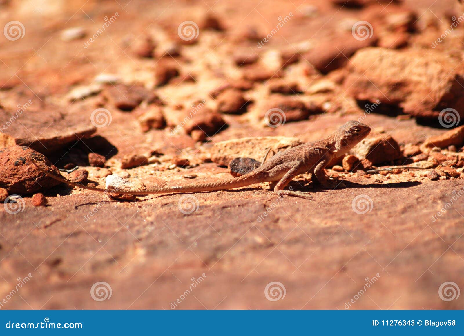Earless Dragon (Tympanocryptis Cephalus) Stock Image - Image of ...