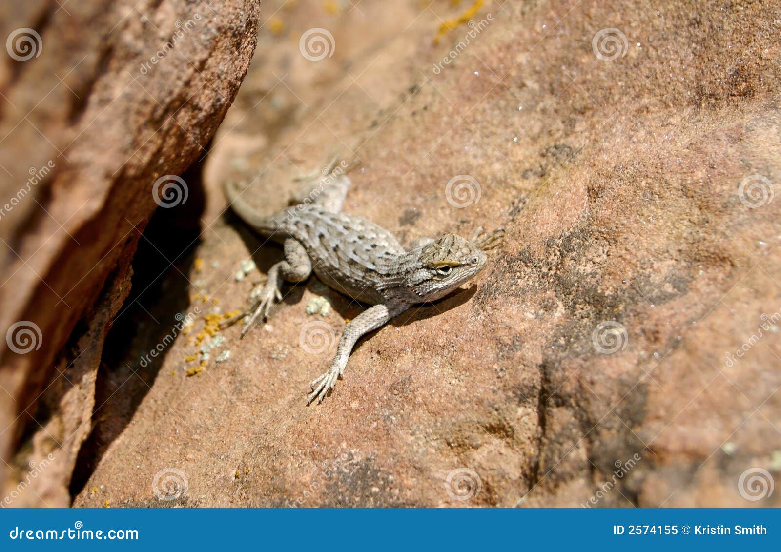 Earless Lizard Picture. Image: 2574155