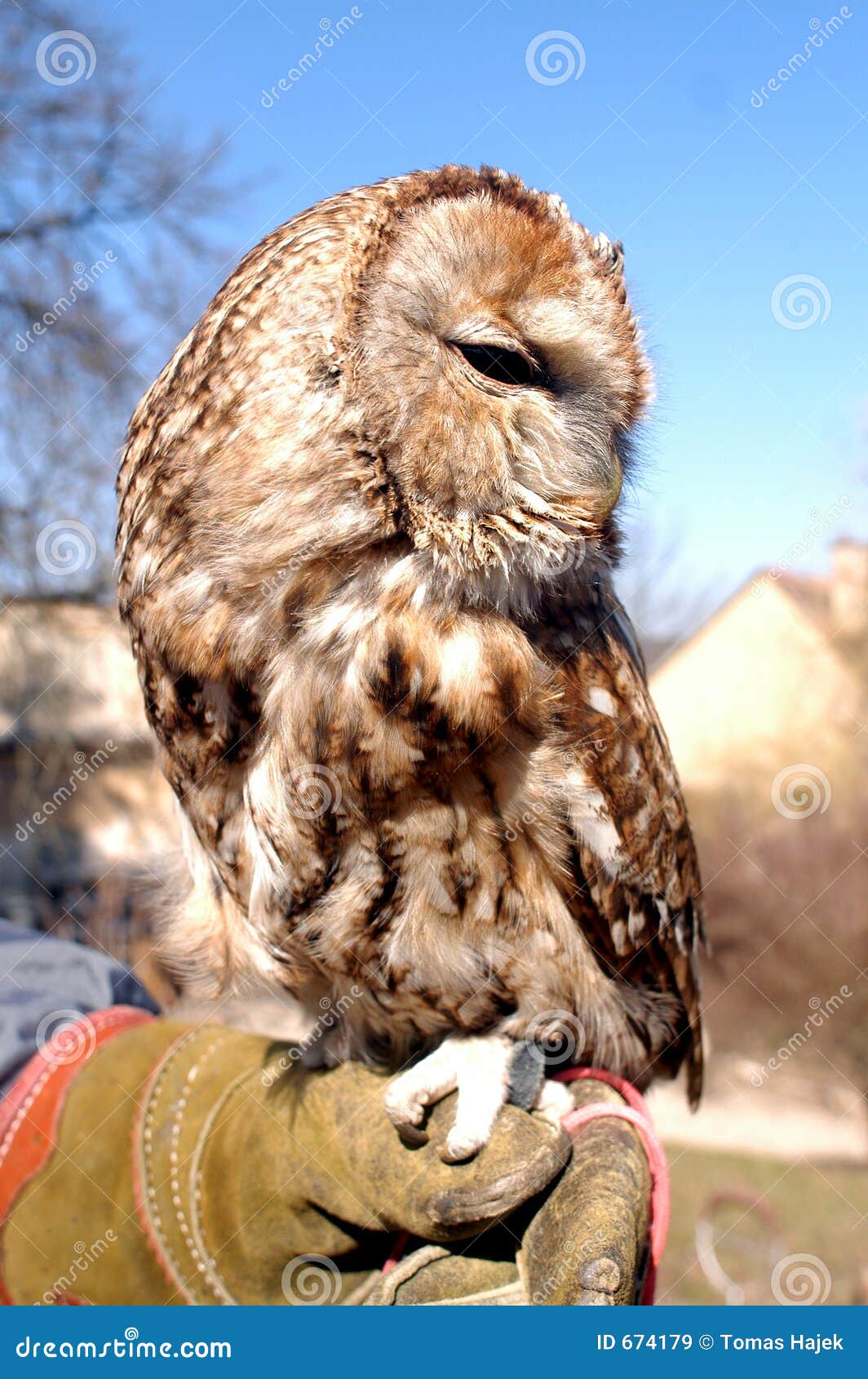 Earless owl stock image. Image of closeup, strix, hawking - 674179