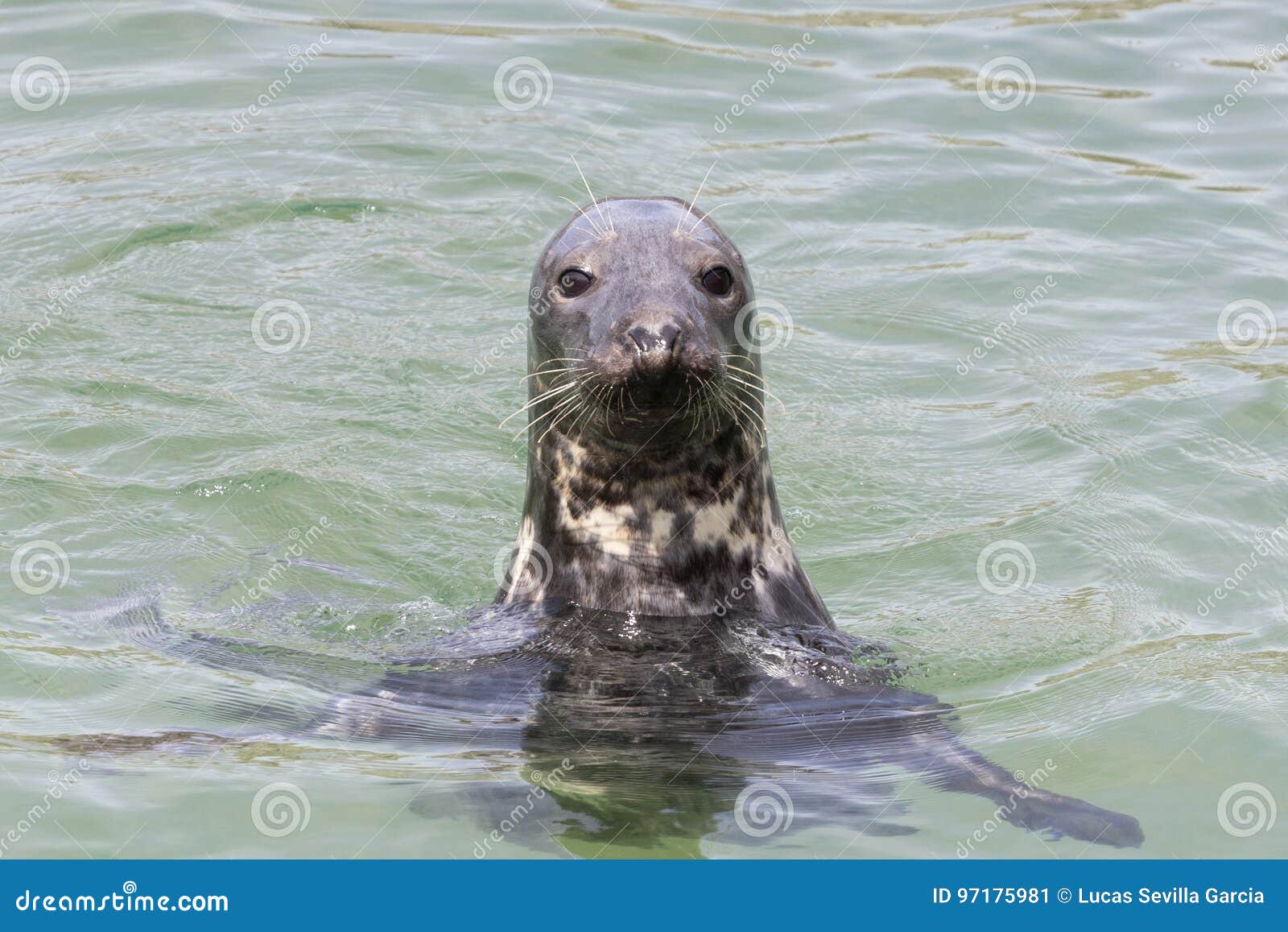 Earless Seal Head in the Water Phocidae. Stock Image - Image of baltic ...