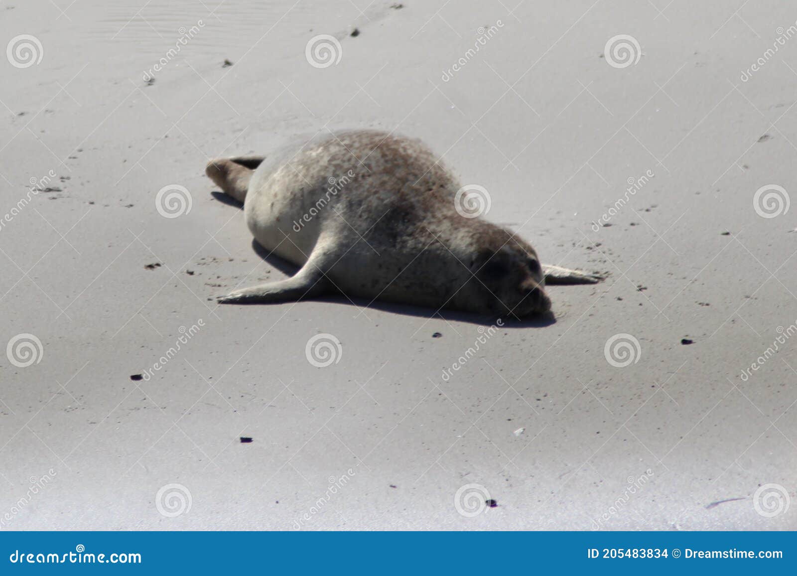 Earless seal on a mudflat stock photo. Image of phocoidea - 205483834