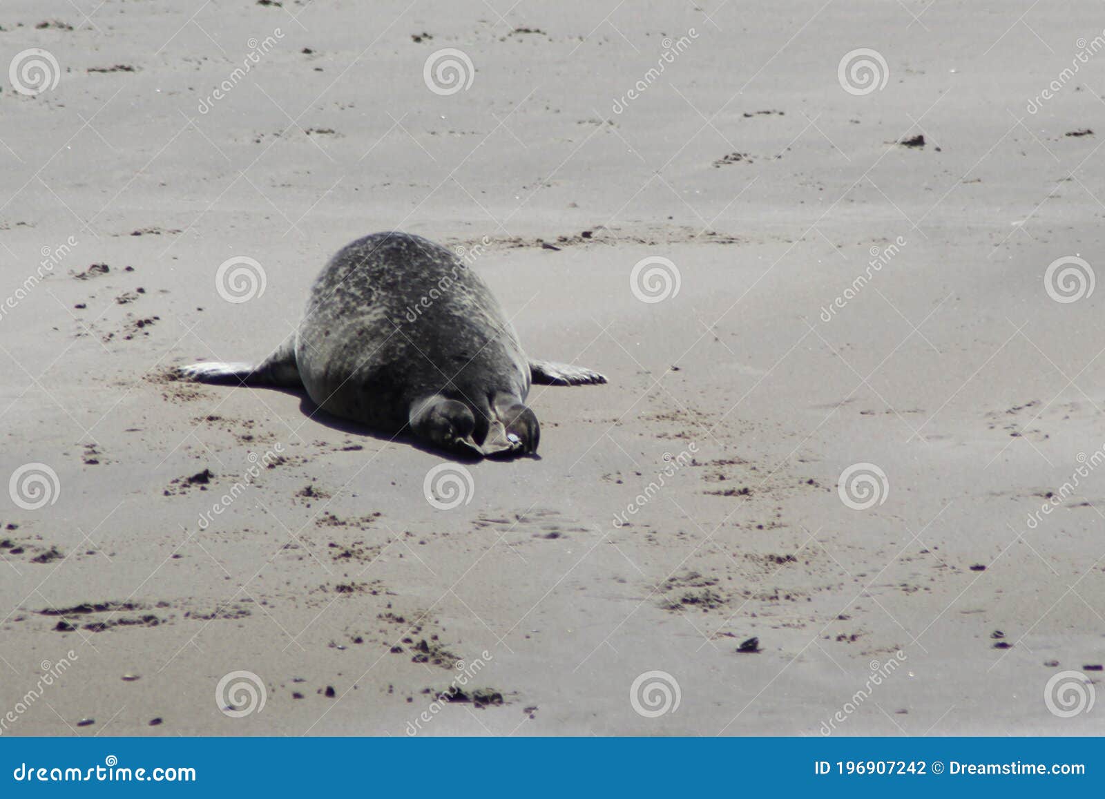 Earless Seals stock photo. Image of tidal, marine, pinnipedia - 196907242