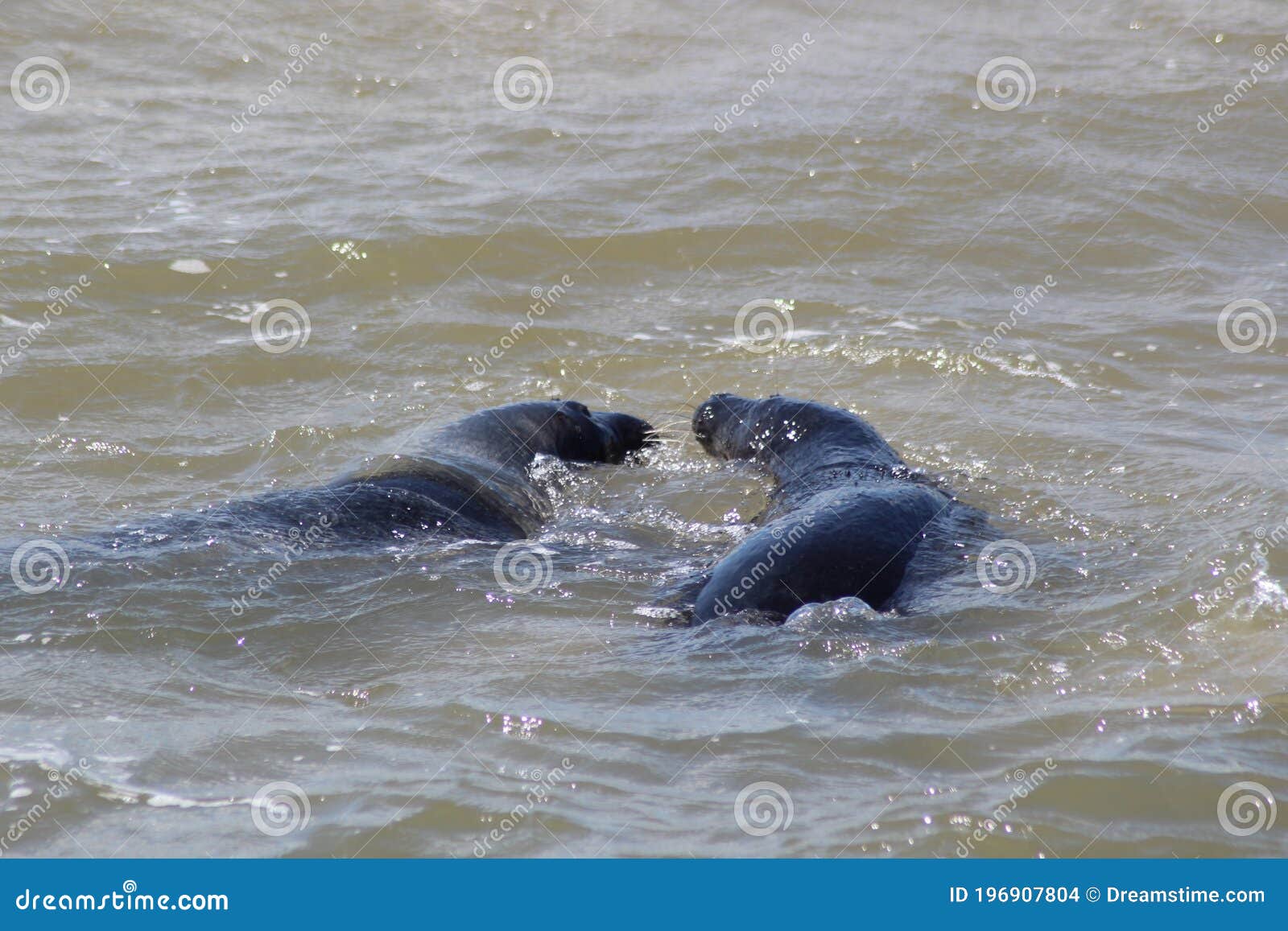 Earless Seals stock photo. Image of flats, frisian, animals - 196907804
