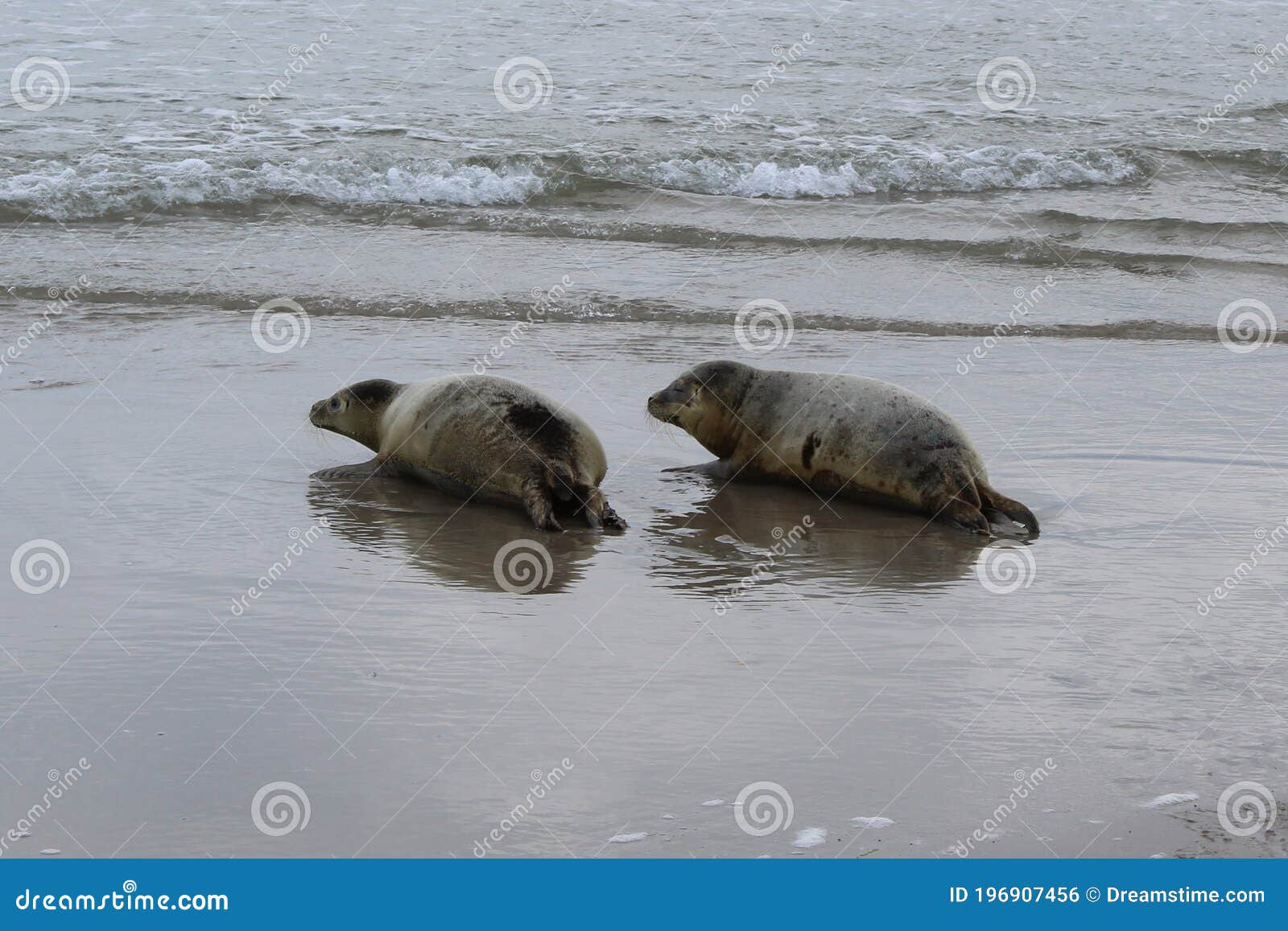 Earless Seals stock photo. Image of phocoidea, life - 196907456