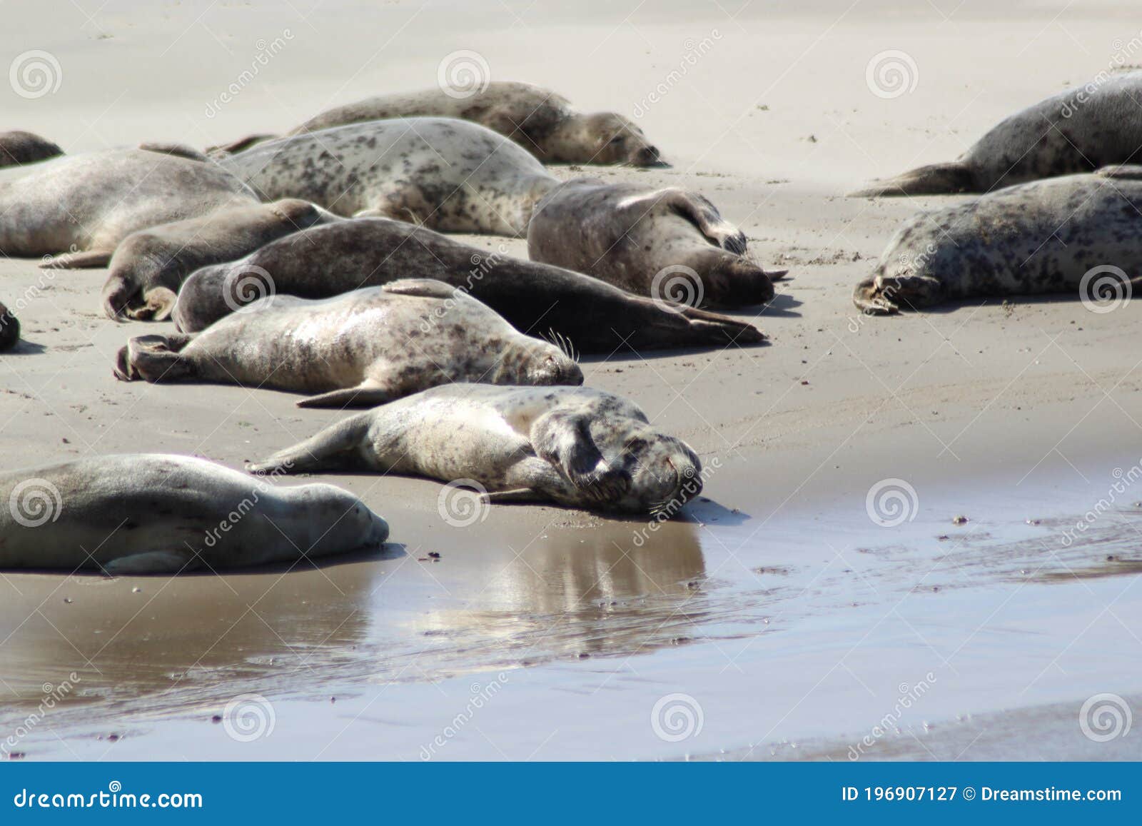 Earless Seals stock image. Image of colour, north, mudflats - 196907127