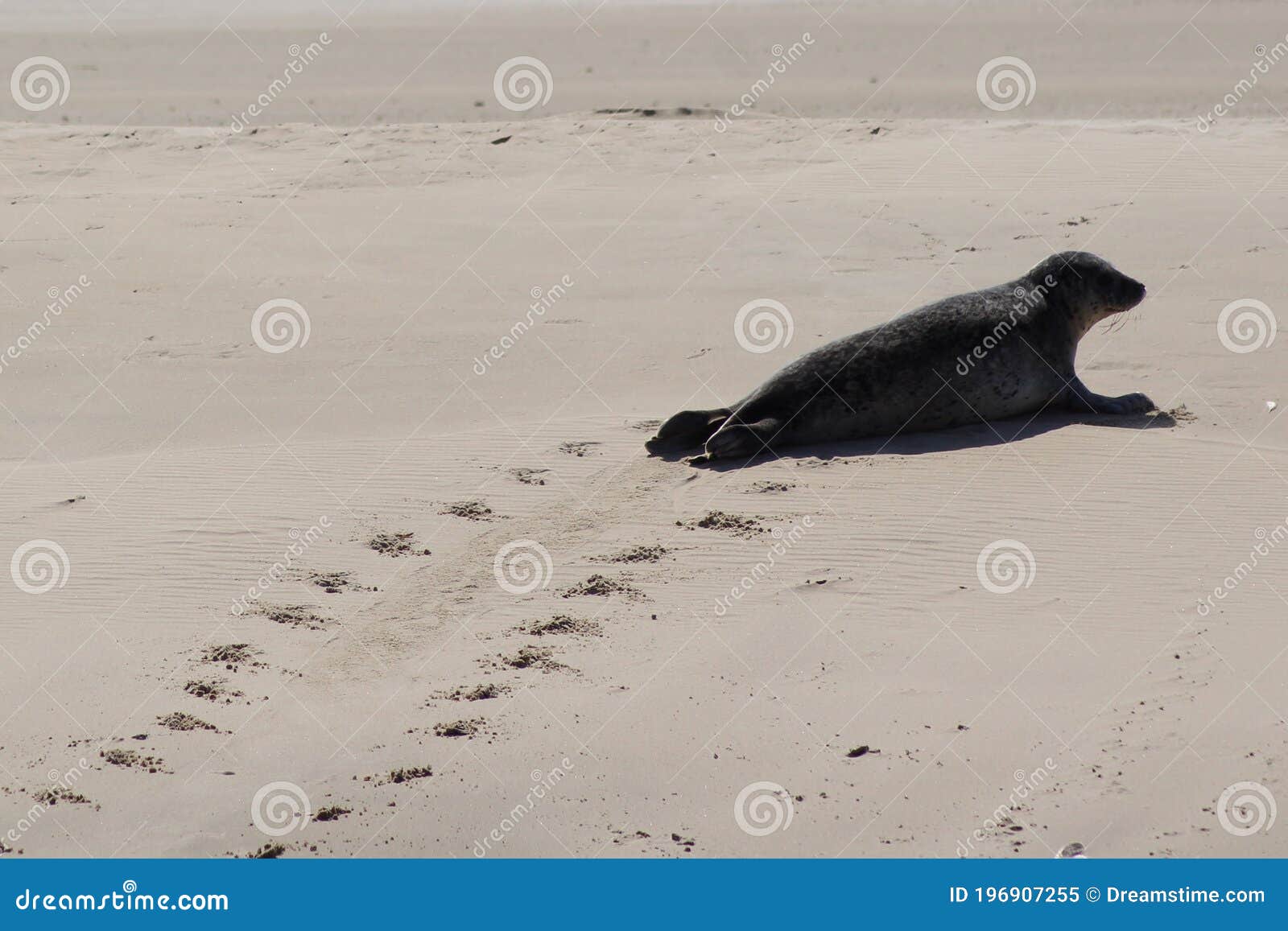 Earless Seals stock image. Image of mammals, phocoidea - 196907255