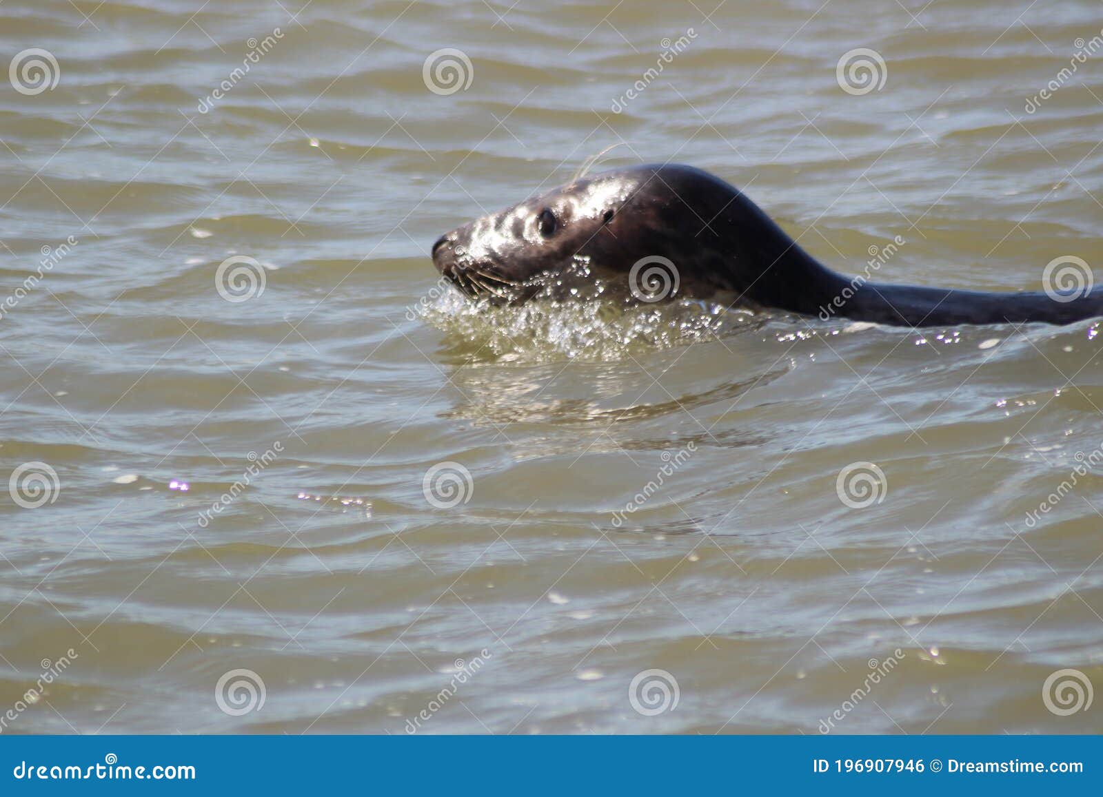 Earless Seals stock photo. Image of life, mudflats, earless - 196907946