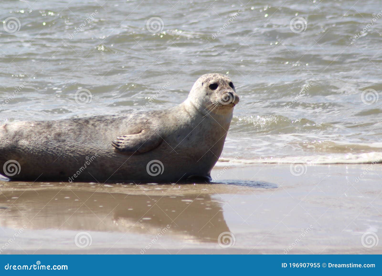 Earless Seals stock image. Image of flat, flats, phocidae - 196907955