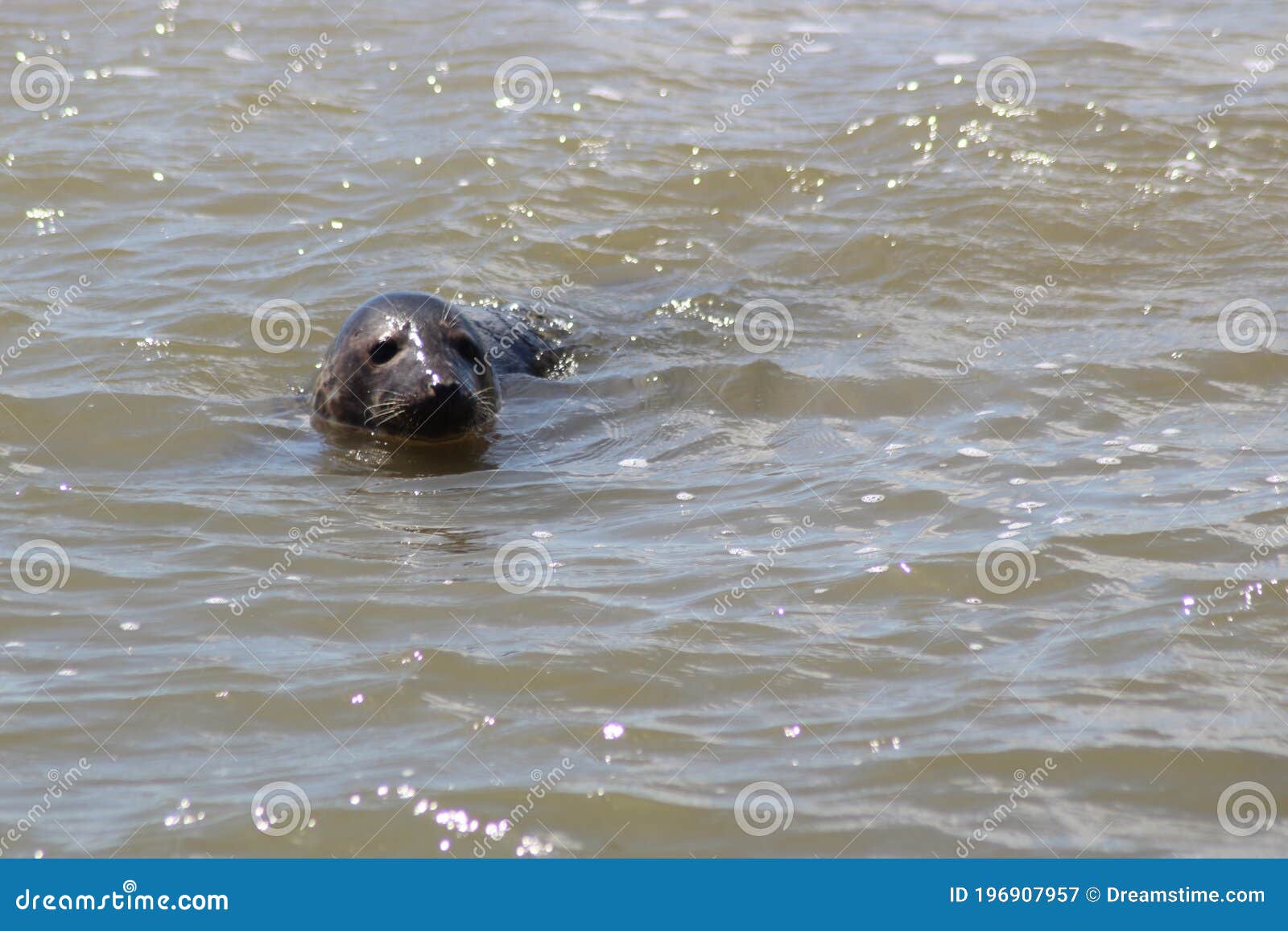 Earless Seals stock image. Image of phocoidea, phocids - 196907957