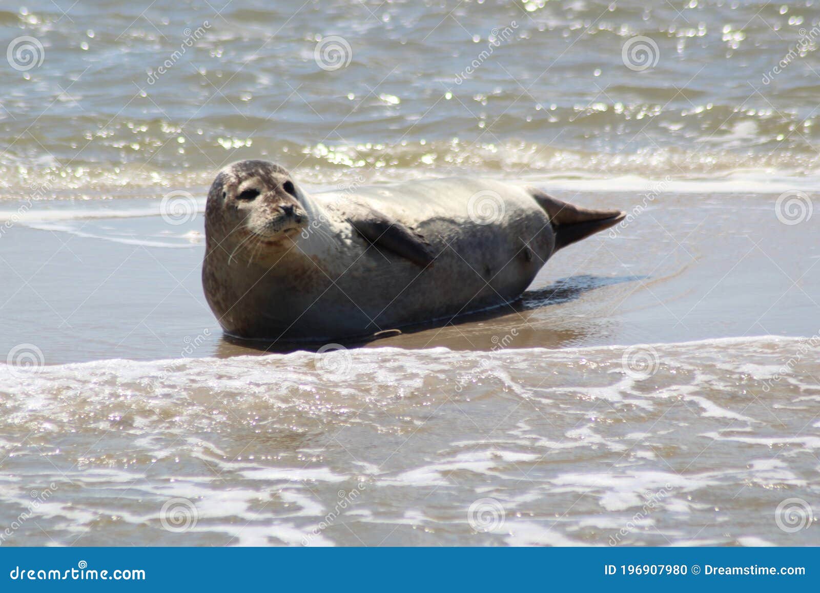 Earless Seals stock photo. Image of mammals, earless - 196907980