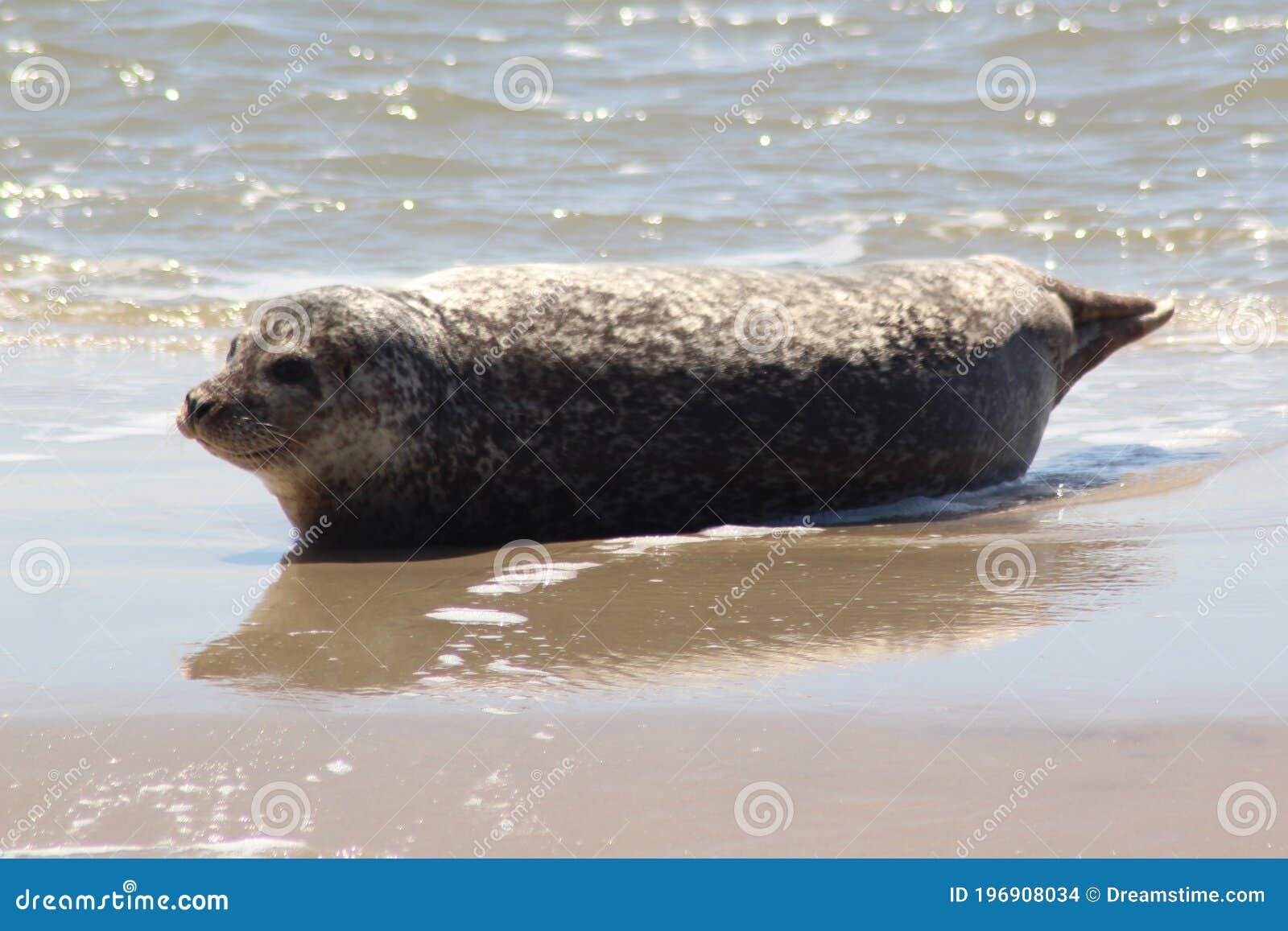 Earless Seals stock photo. Image of color, seal, flat - 196908034