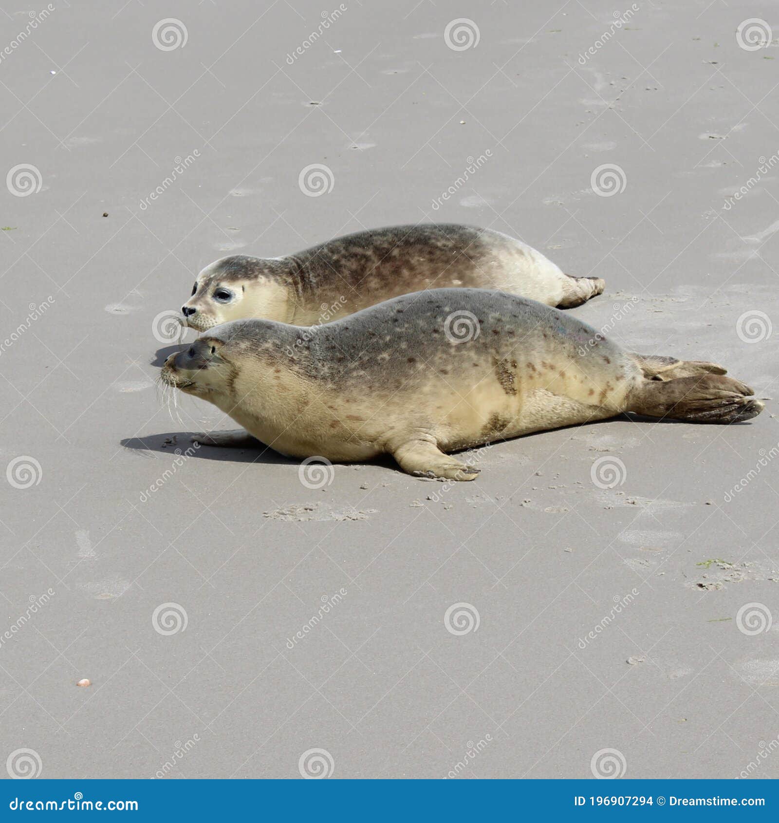 Earless Seals stock photo. Image of terschelling, reflection - 196907294