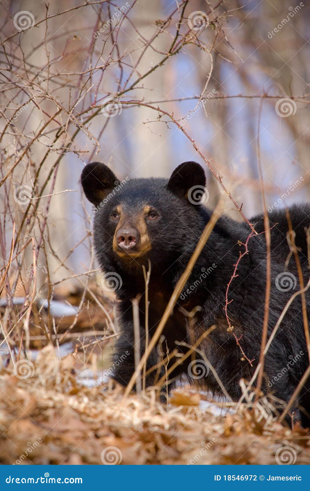 Earliy Spring Black Bear stock photo. Image of americnus - 18546972