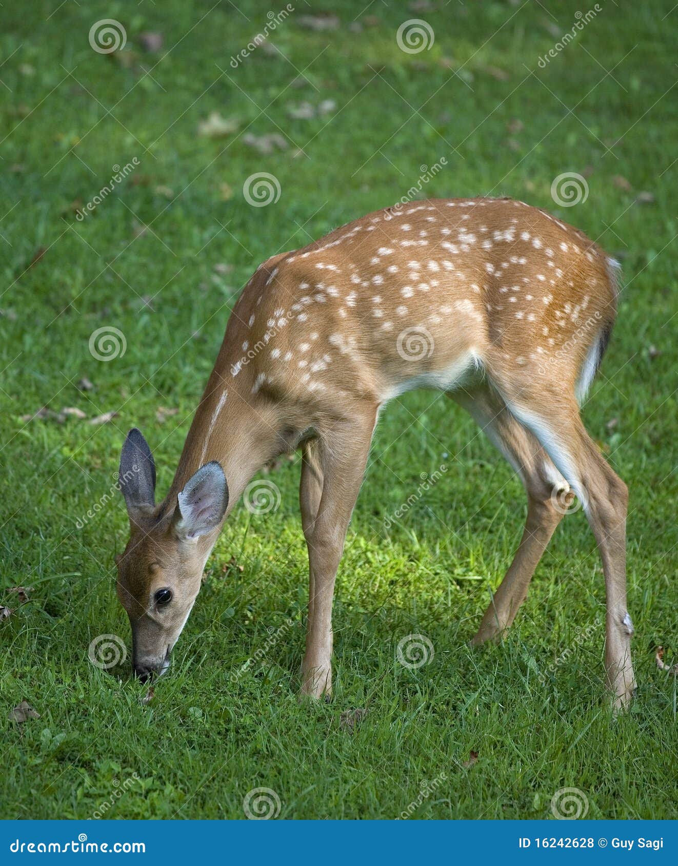 Early antler growth stock photo. Image of brown, whitetail - 16242628