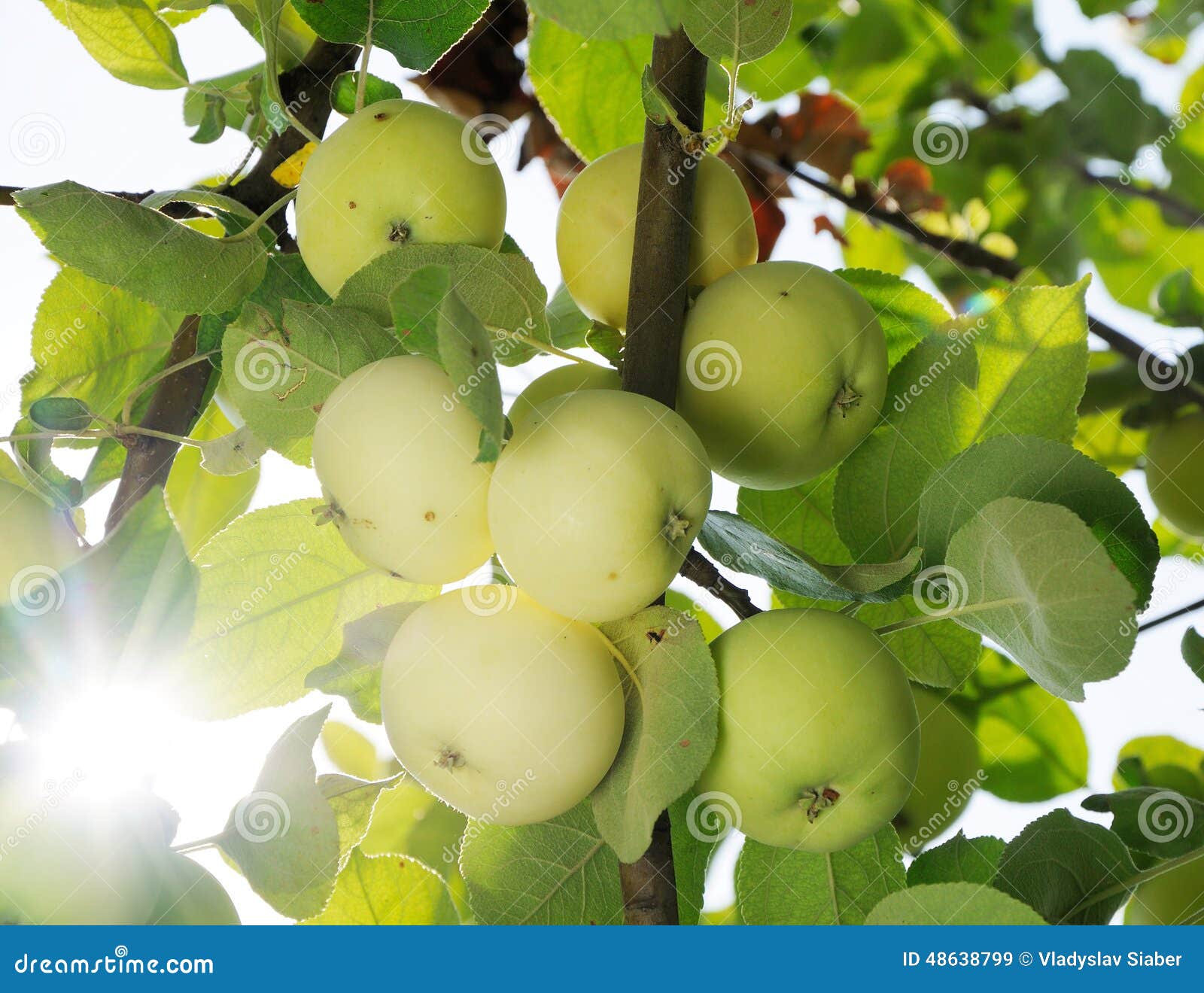 Early apples on the branch stock image. Image of grow - 48638799