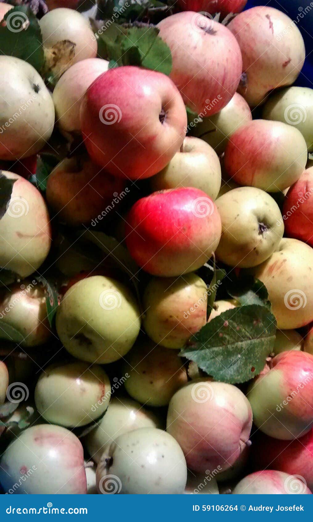 Early Apples 1 Stock Photos - Free & Royalty-Free Stock Photos from ...