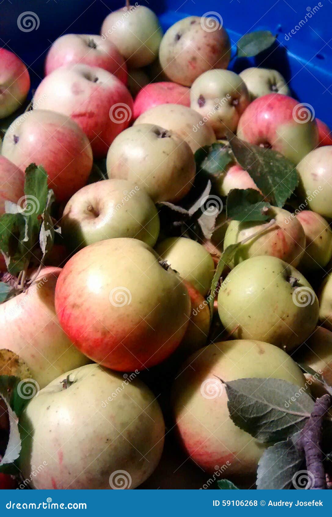 Early Apples 2 stock photo. Image of orchard, wild, apples - 59106268