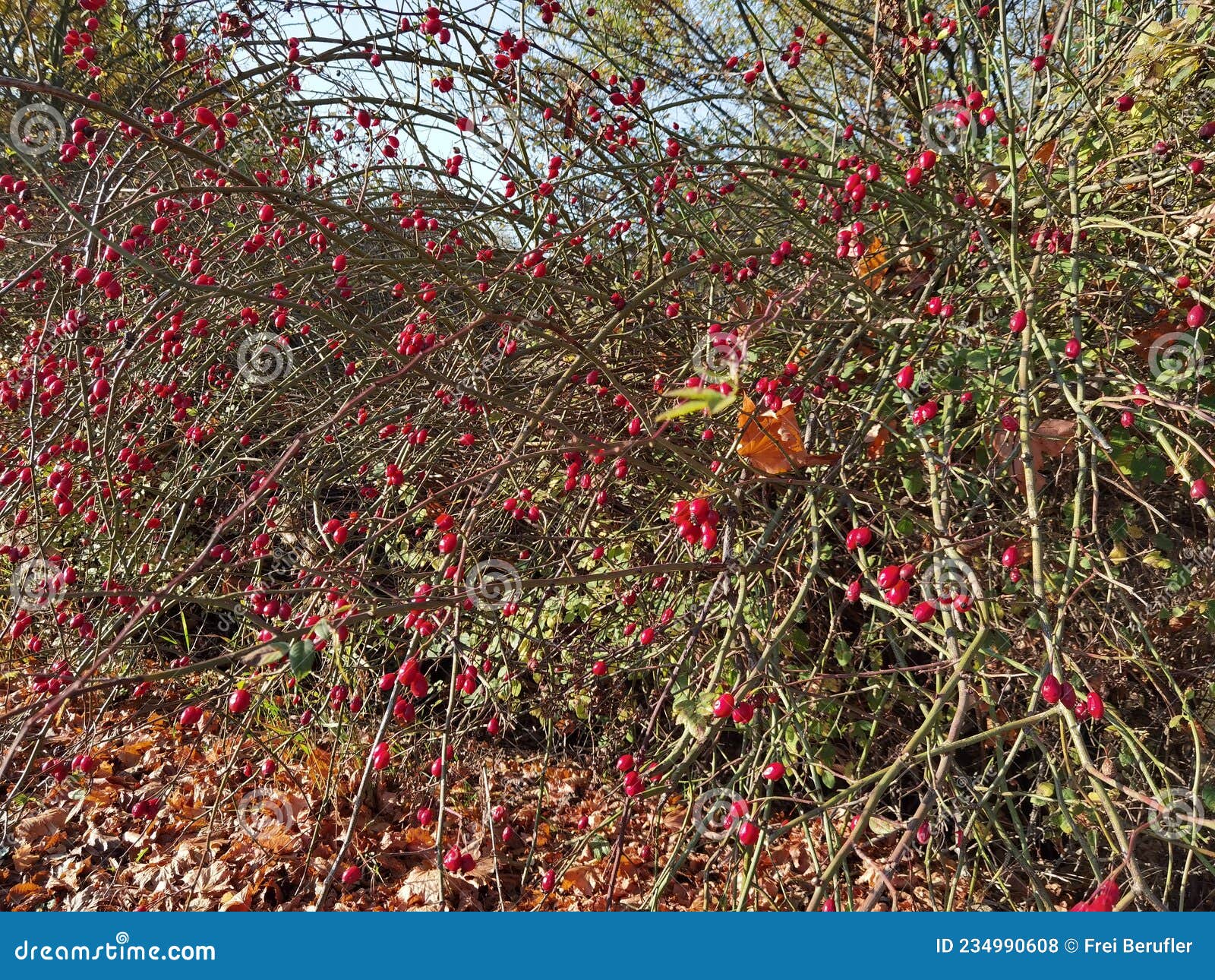 Early Autumn Fallen Leaves Under a Tree Stock Photo - Image of brown ...