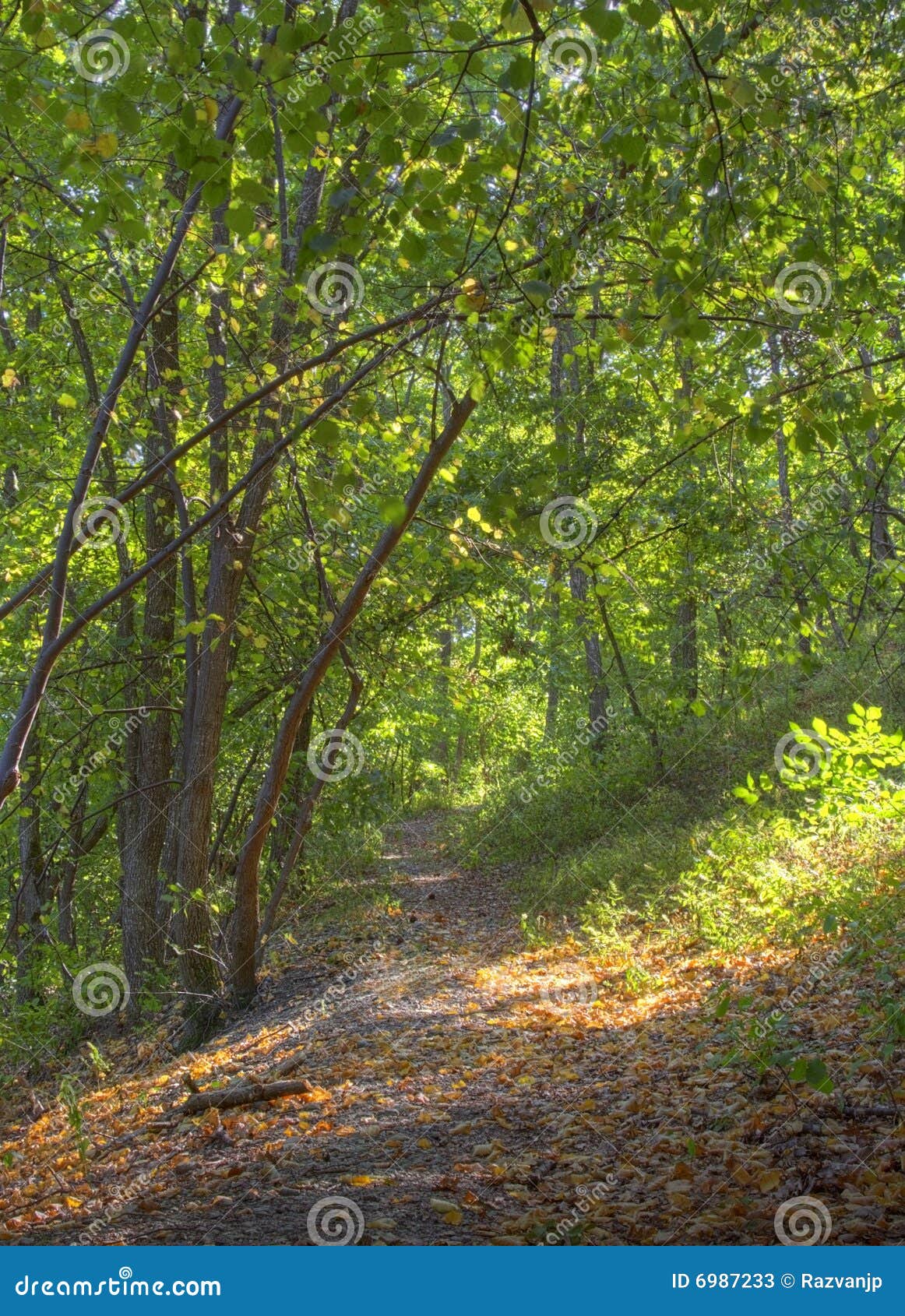 Early autumn forest stock image. Image of summer, adventure - 6987233