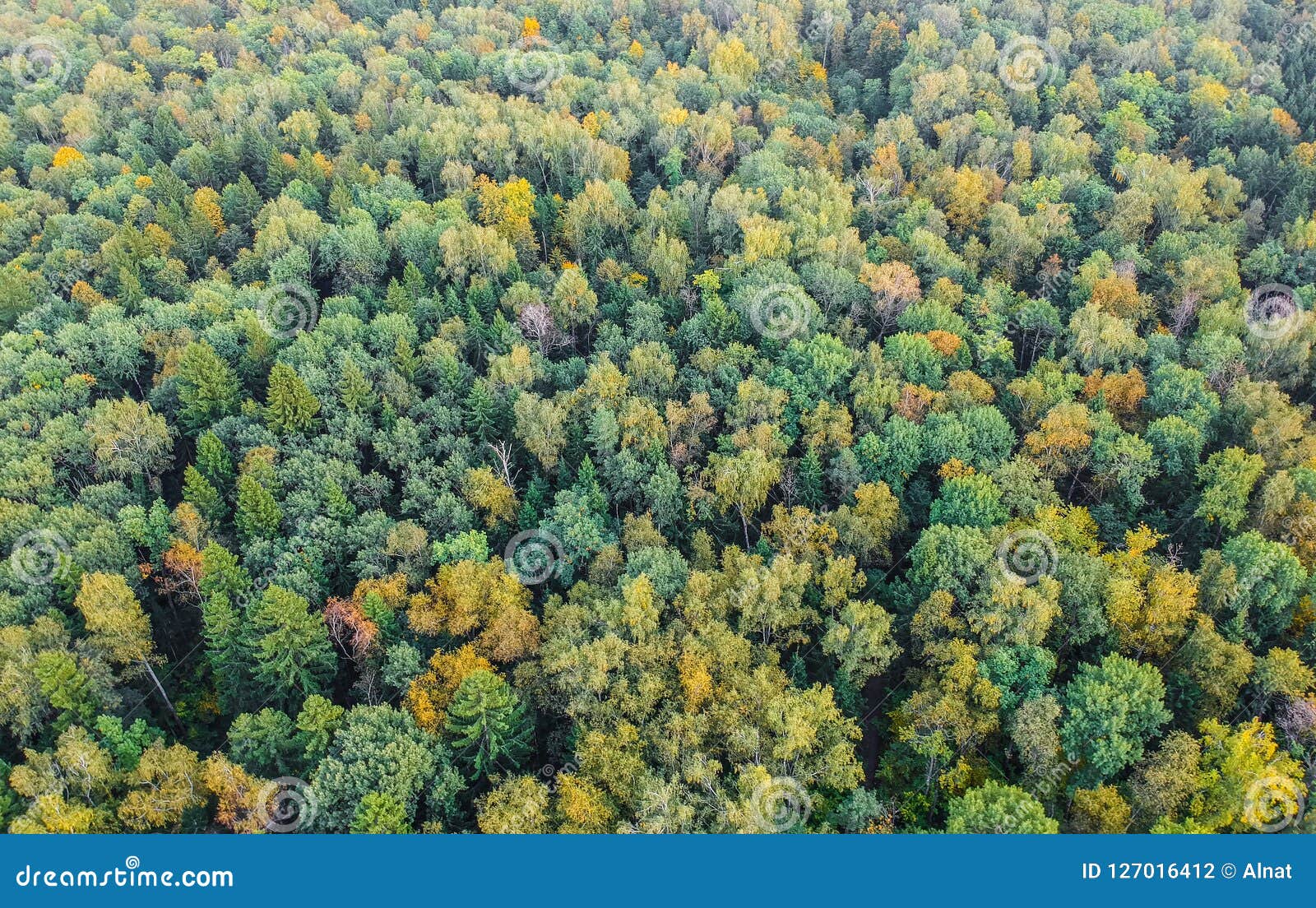 Early Autumn Forest from Above Stock Photo - Image of leafs, colors ...