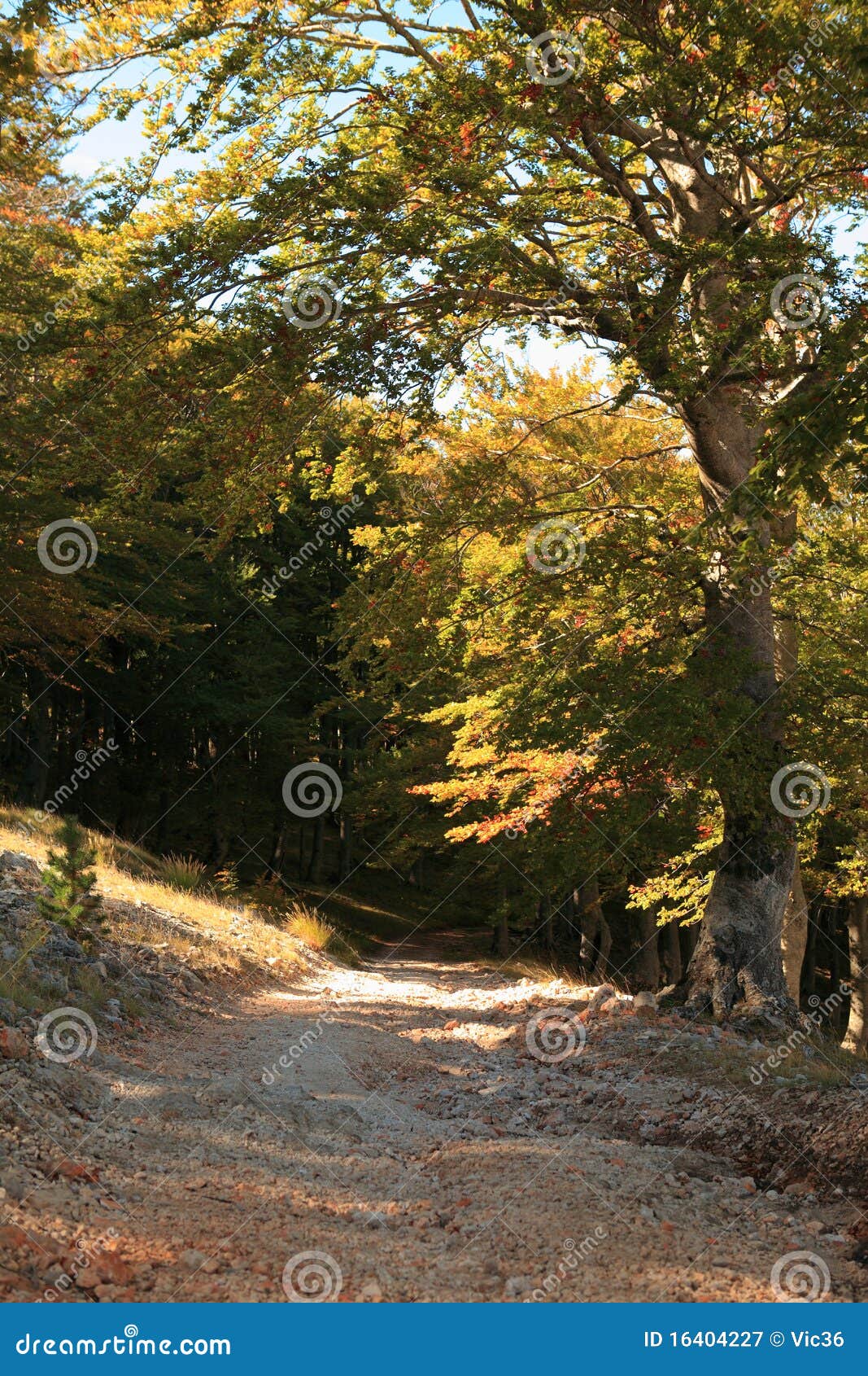 Early Autumn Forest (Croatia) Stock Image - Image of forest, exercise ...