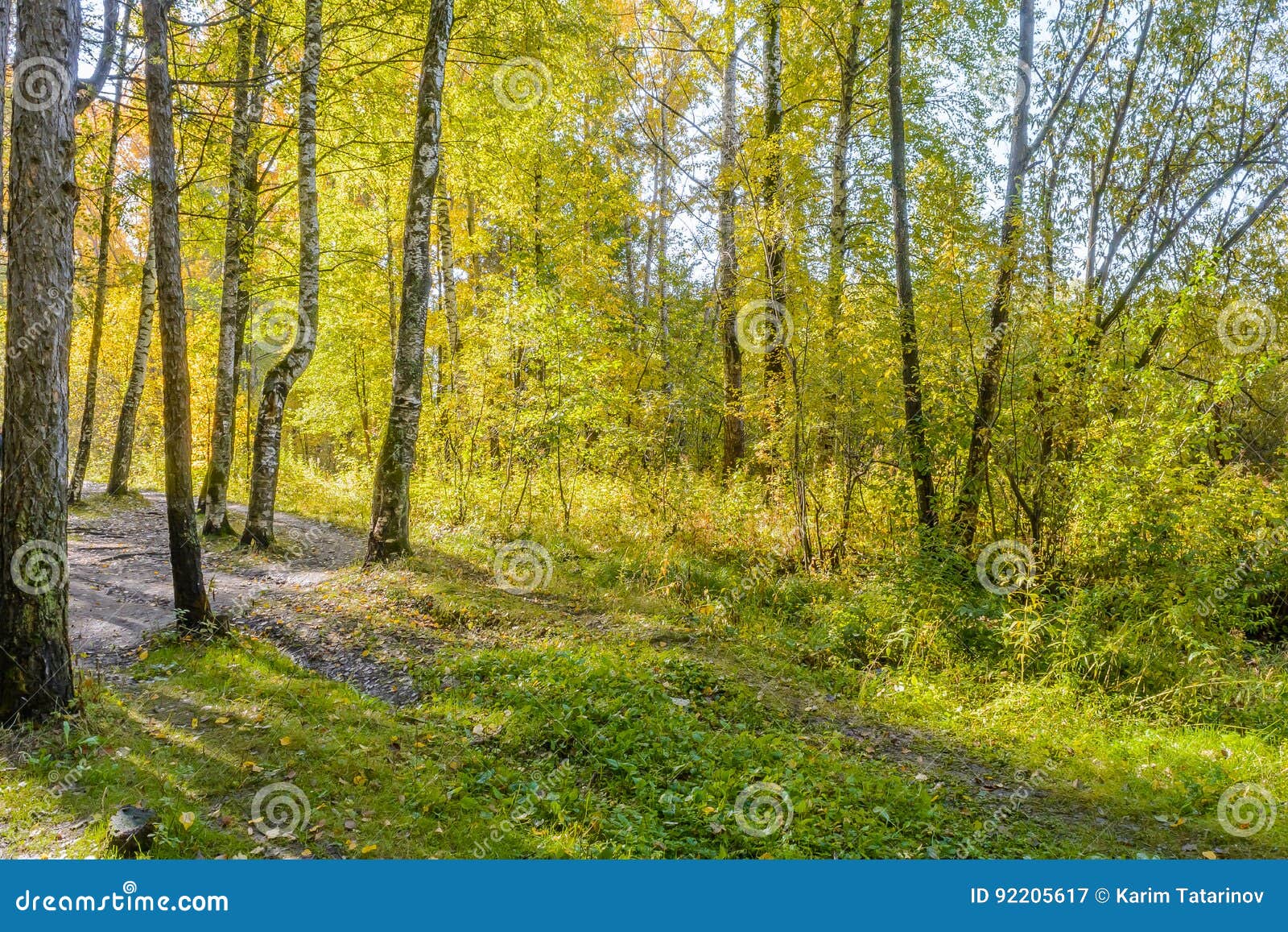 Early autumn in the forest stock image. Image of pines - 92205617