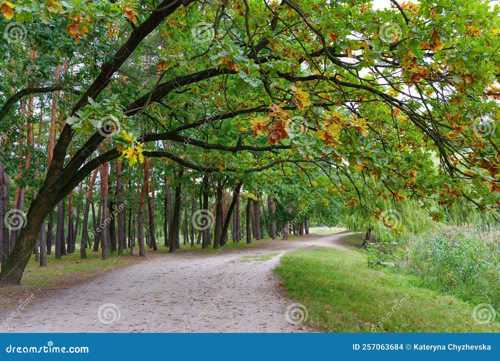 Early autumn in the forest stock photo. Image of yellow - 257063684