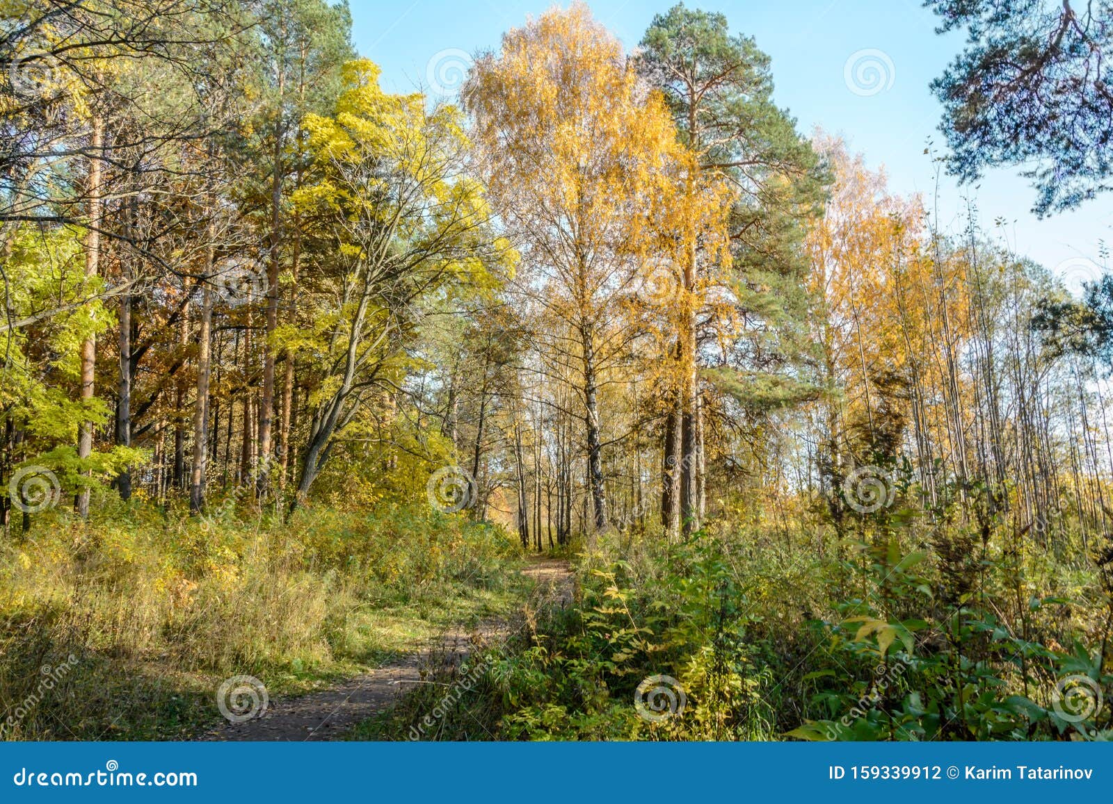 Early autumn in the forest stock photo. Image of branches - 159339912