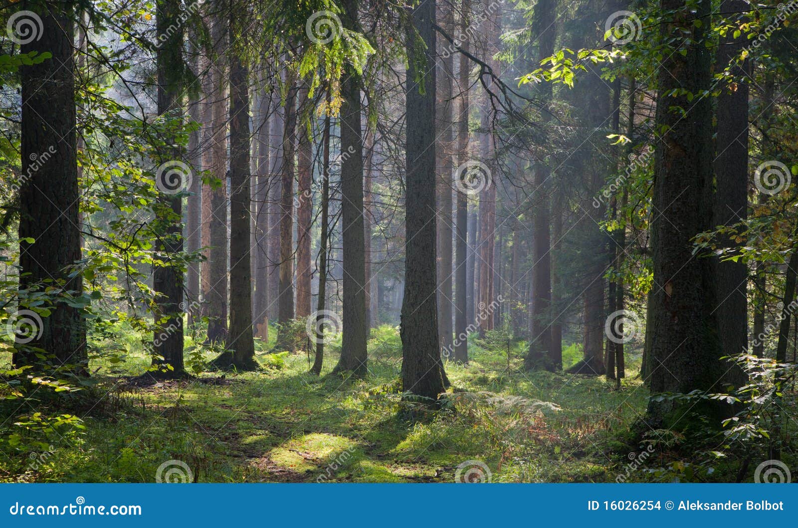 Early Autumn Morning in the Forest Stock Photo - Image of reserve ...