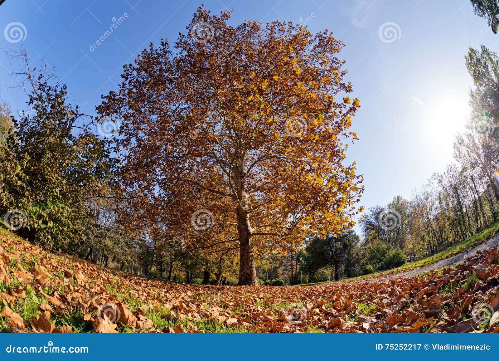 Early autumn in the park stock image. Image of bright - 75252217