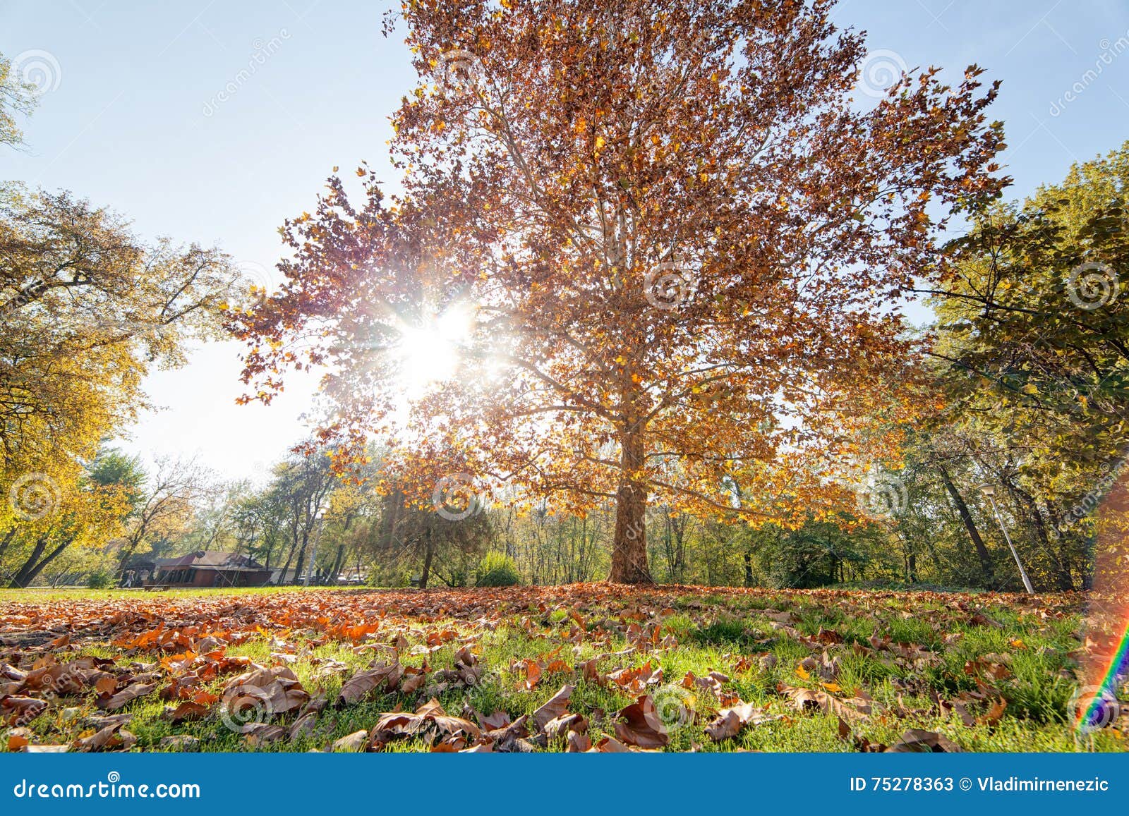 Early autumn in the park stock image. Image of bright - 75278363