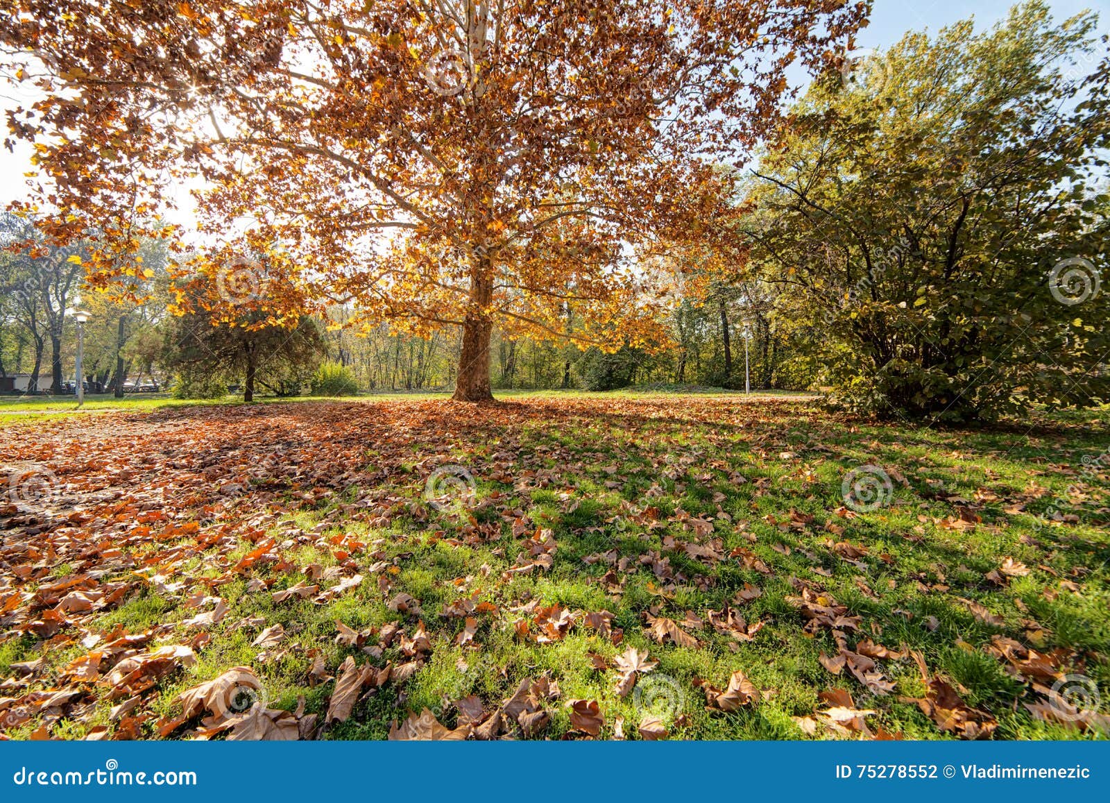 Early autumn in the park stock photo. Image of nature - 75278552