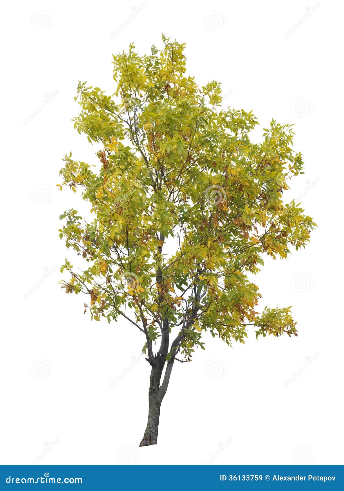 50,784 Early Autumn Tree Stock Photos - Free & Royalty-Free Stock ...