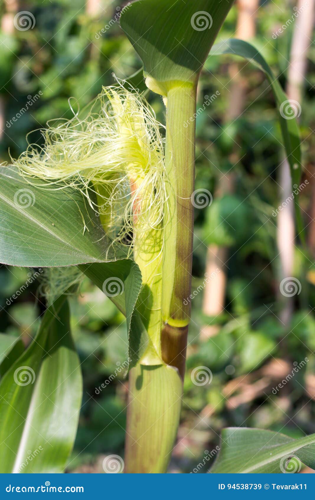 Early Baby Corn in Vegetable Stock Image - Image of early, food: 94538739