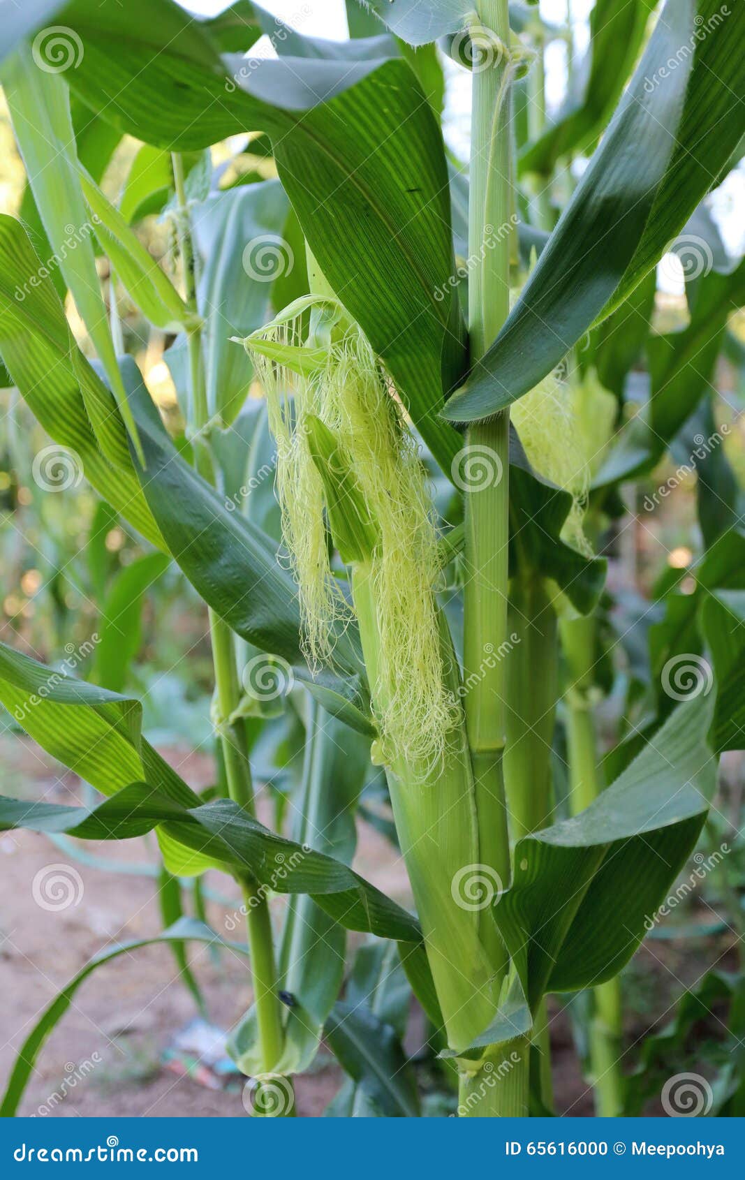 The early baby corn. stock photo. Image of plant, early - 65616000
