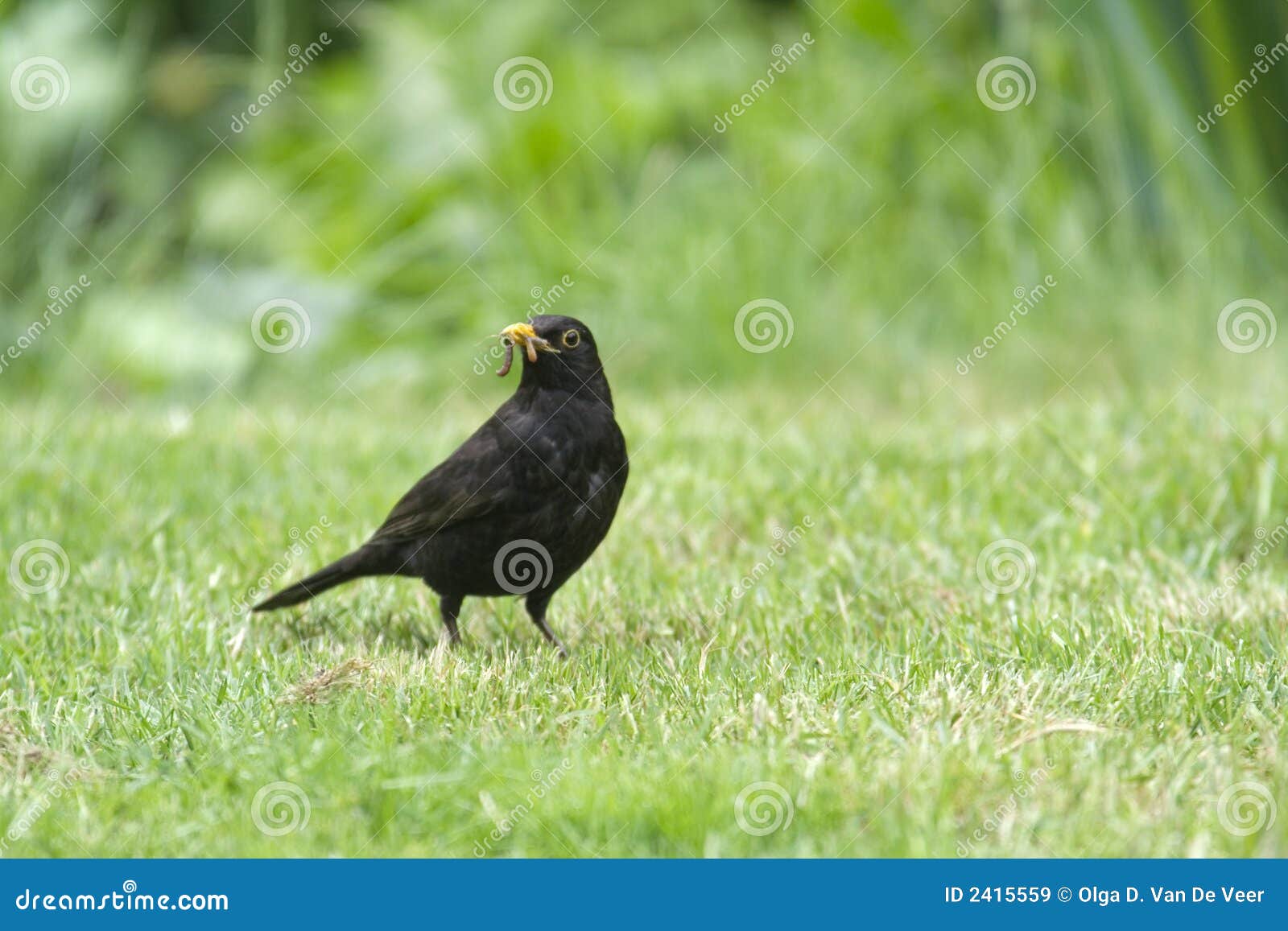 Early Bird Catches the Worm Stock Image - Image of catch, animal: 2415559