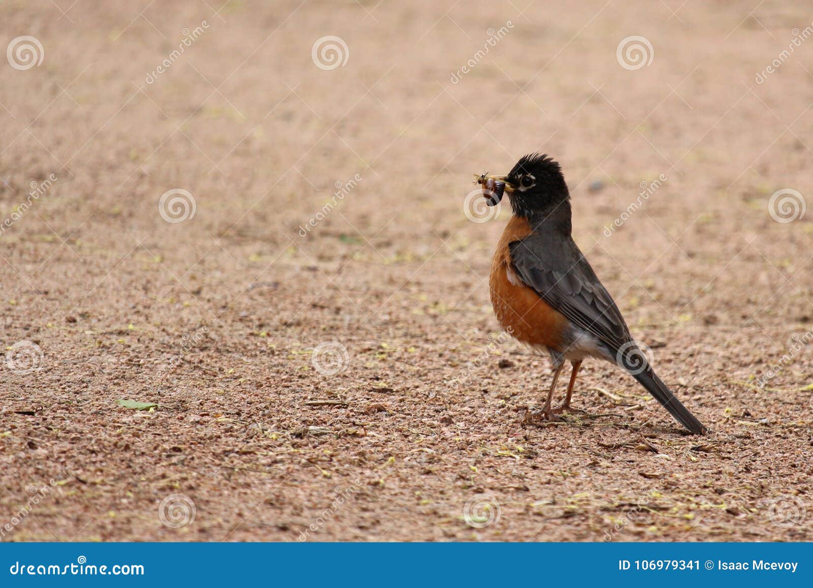 American robin with worm stock image. Image of chicks - 106979341