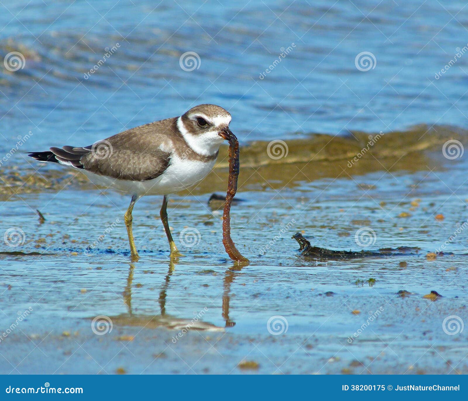Early Bird Gets the Worm stock image. Image of bird, birds - 38200175