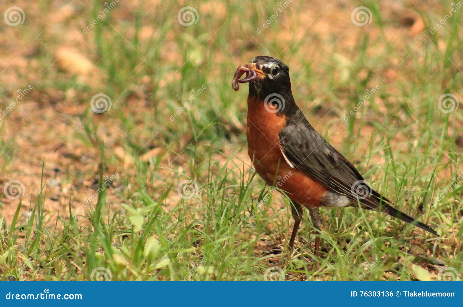 Early bird-worm stock photo. Image of north, early, sleep - 76303136
